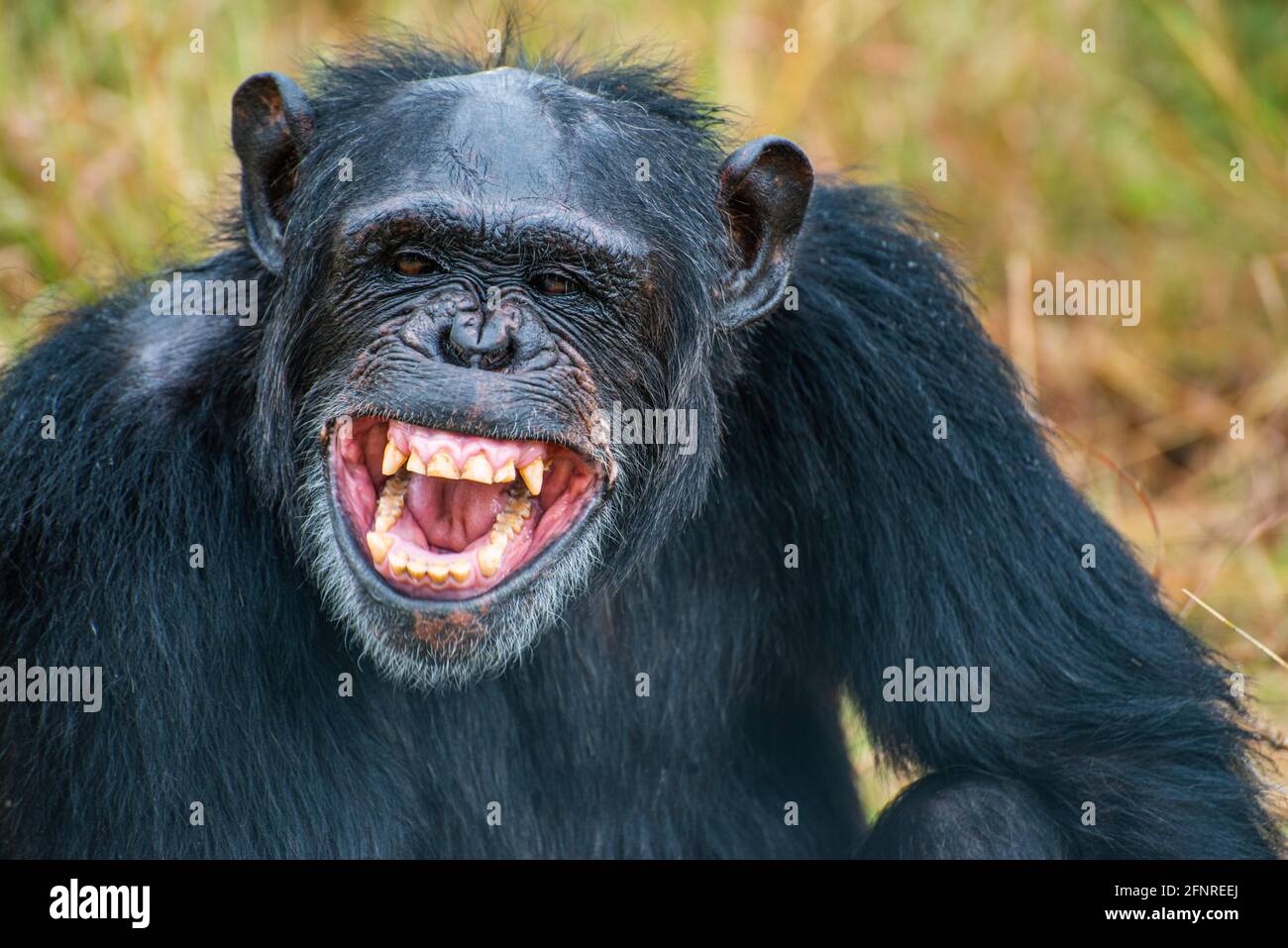 Chimpanzee funny Banque de photographies et d’images à haute résolution ...