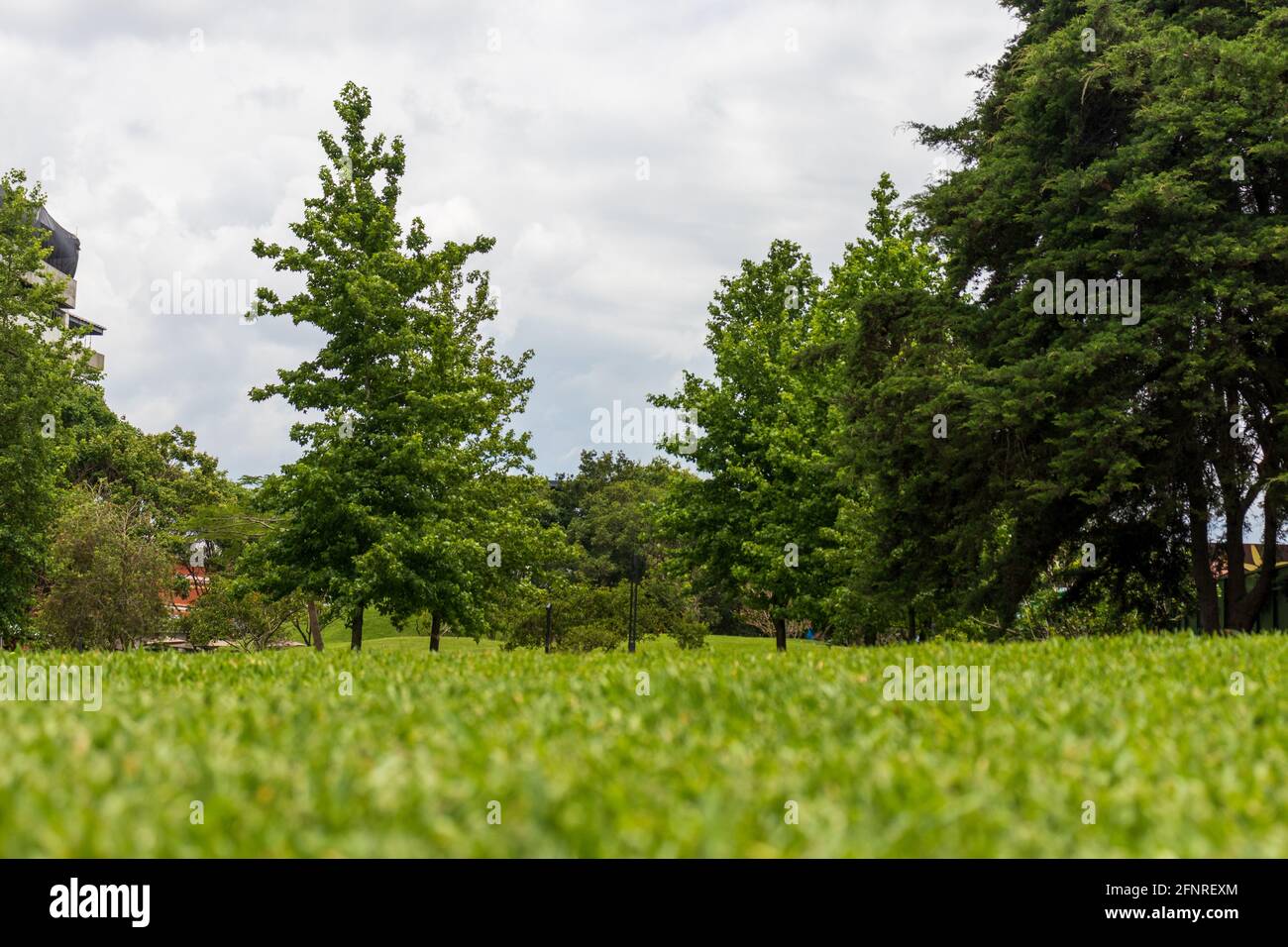 Arbres parcs Banque de photographies et d’images à haute résolution - Alamy