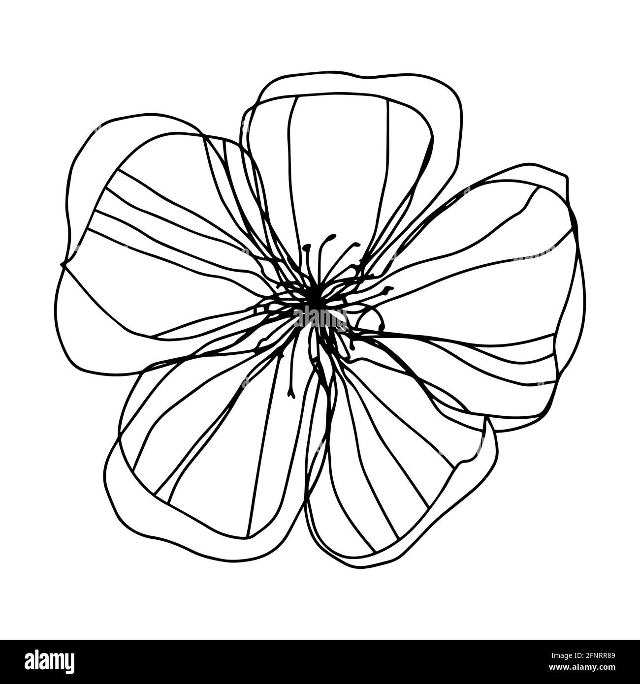 fleurs fleuristes botaniques contour fleurs fleurs bourgeons ouverts ...