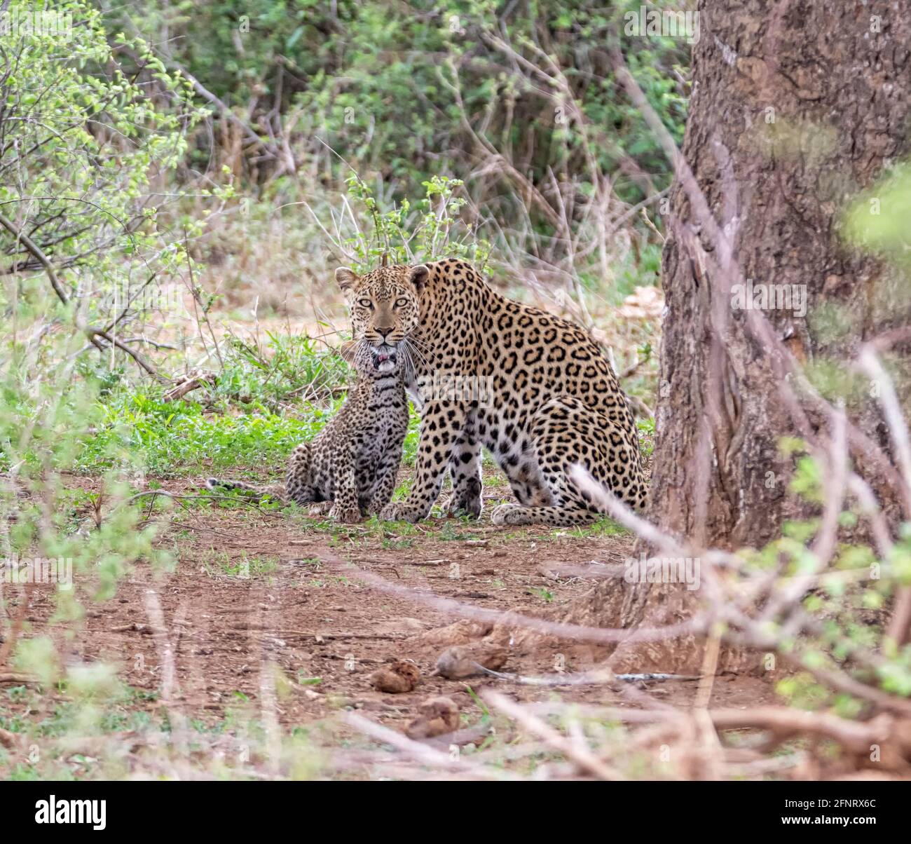 Une mère léopard et son cub sous un arbre où Elle a écrasé sa mort d ...