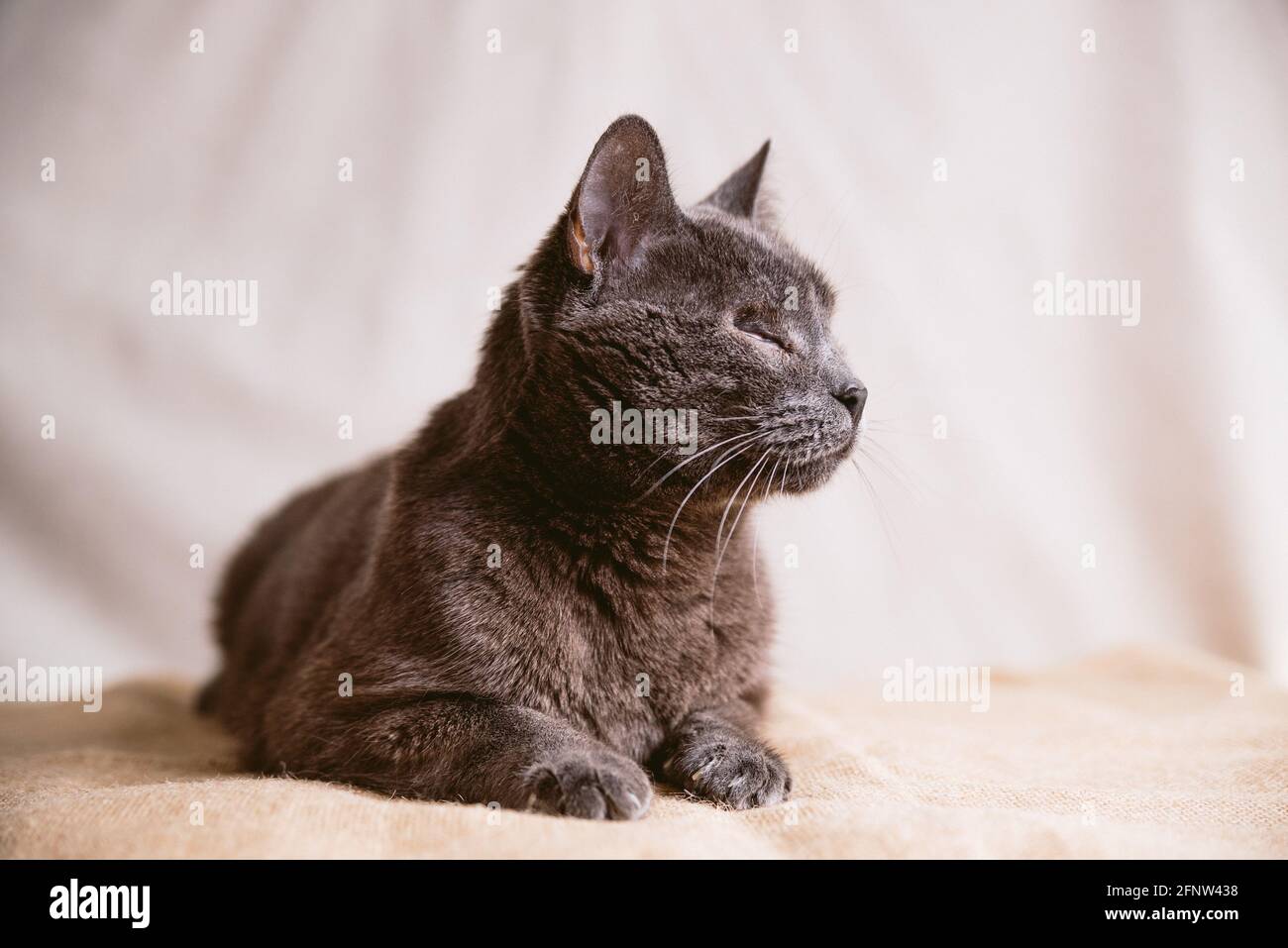 Chat chartreux Banque de photographies et d’images à haute résolution ...