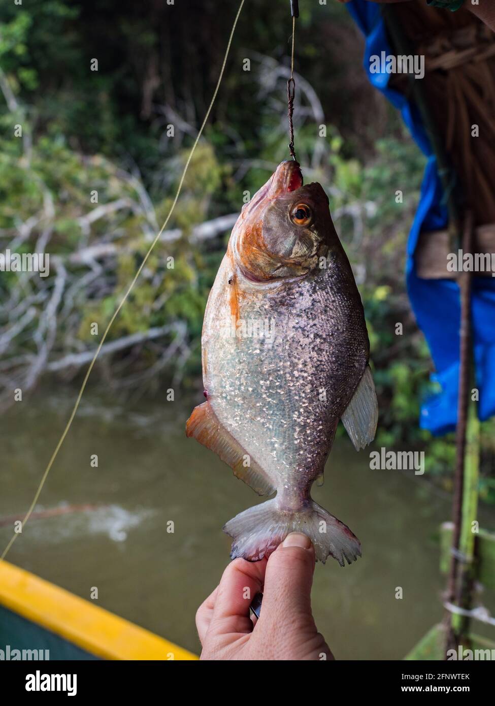 Poisson dangereux de la forêt amazonienne - or piranha. Amazonie ...