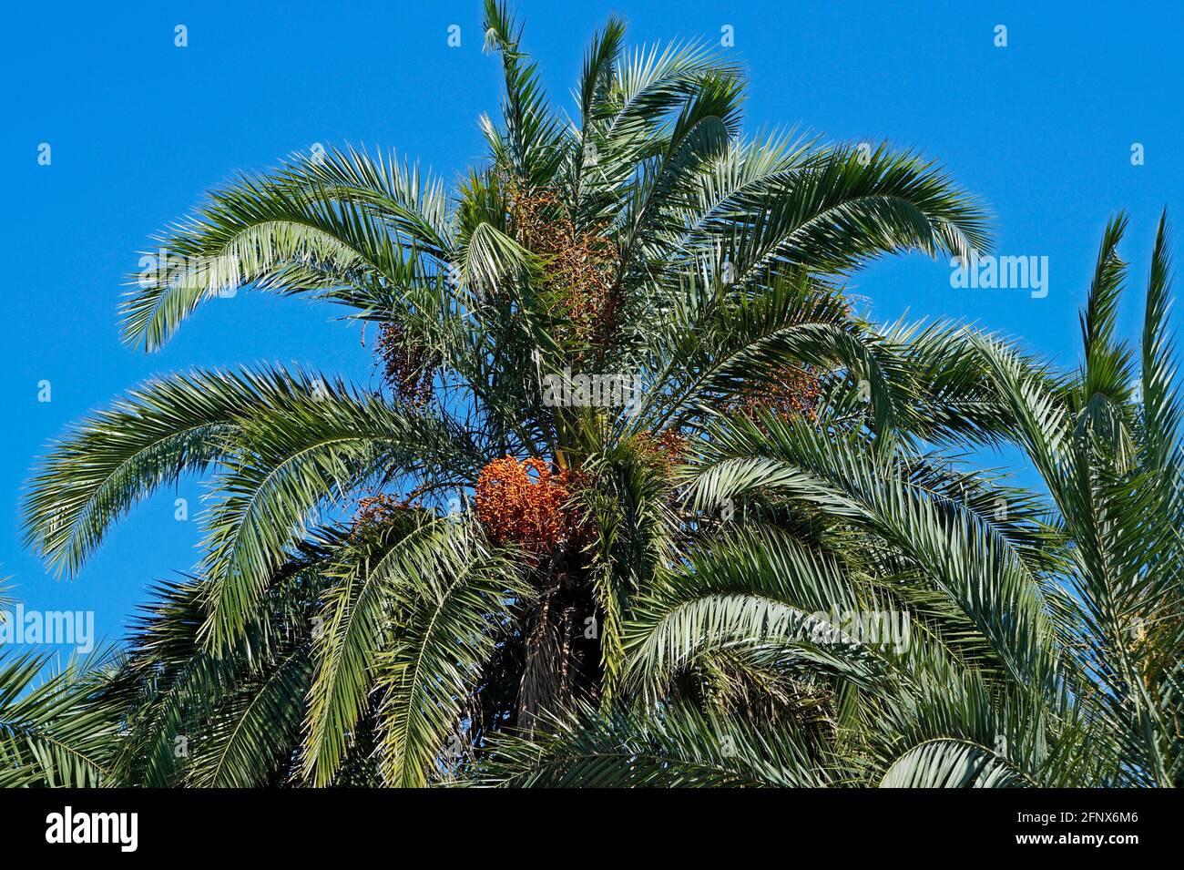 Arbre de dattes avec des fruits Banque de photographies et d’images à ...