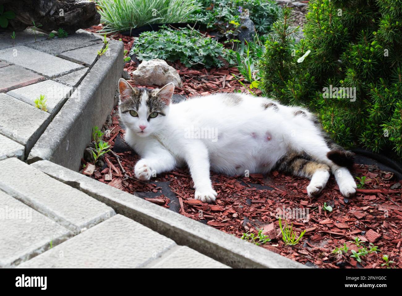 Pregnant mammal Banque de photographies et d’images à haute résolution ...