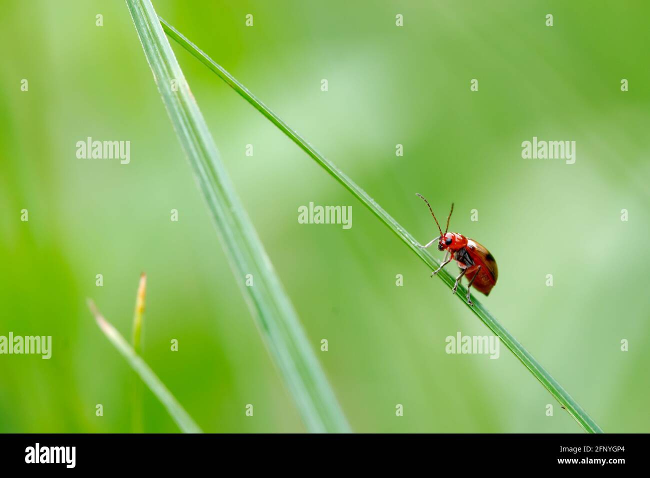 Feuille beatle insectes faune Banque de photographies et d’images à ...