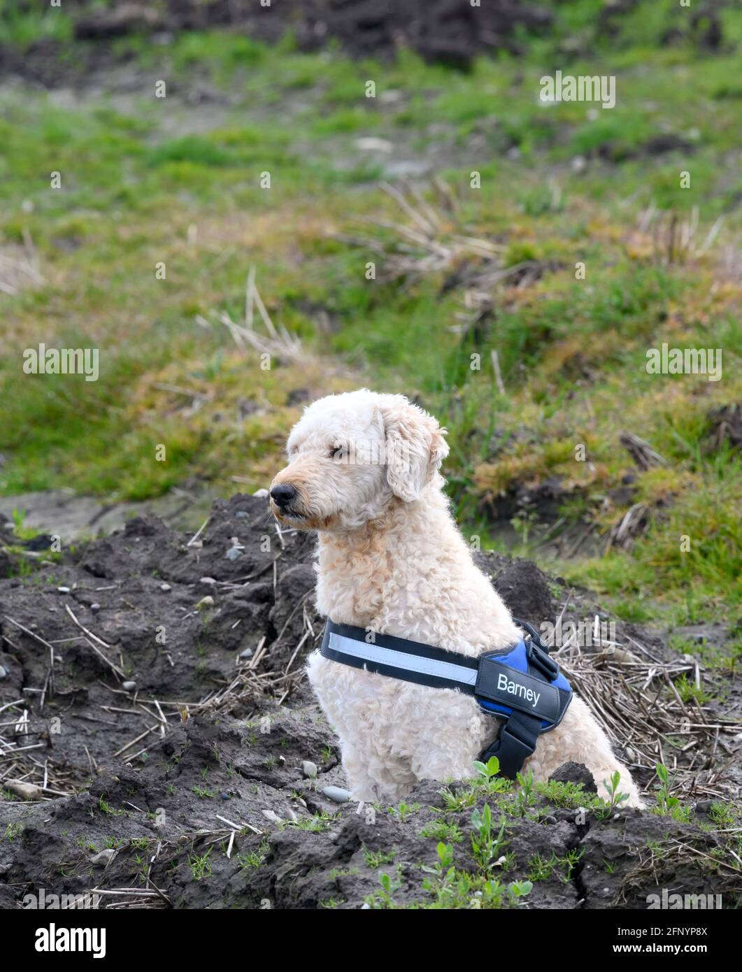 Labradoodles beige Banque de photographies et d’images à haute ...
