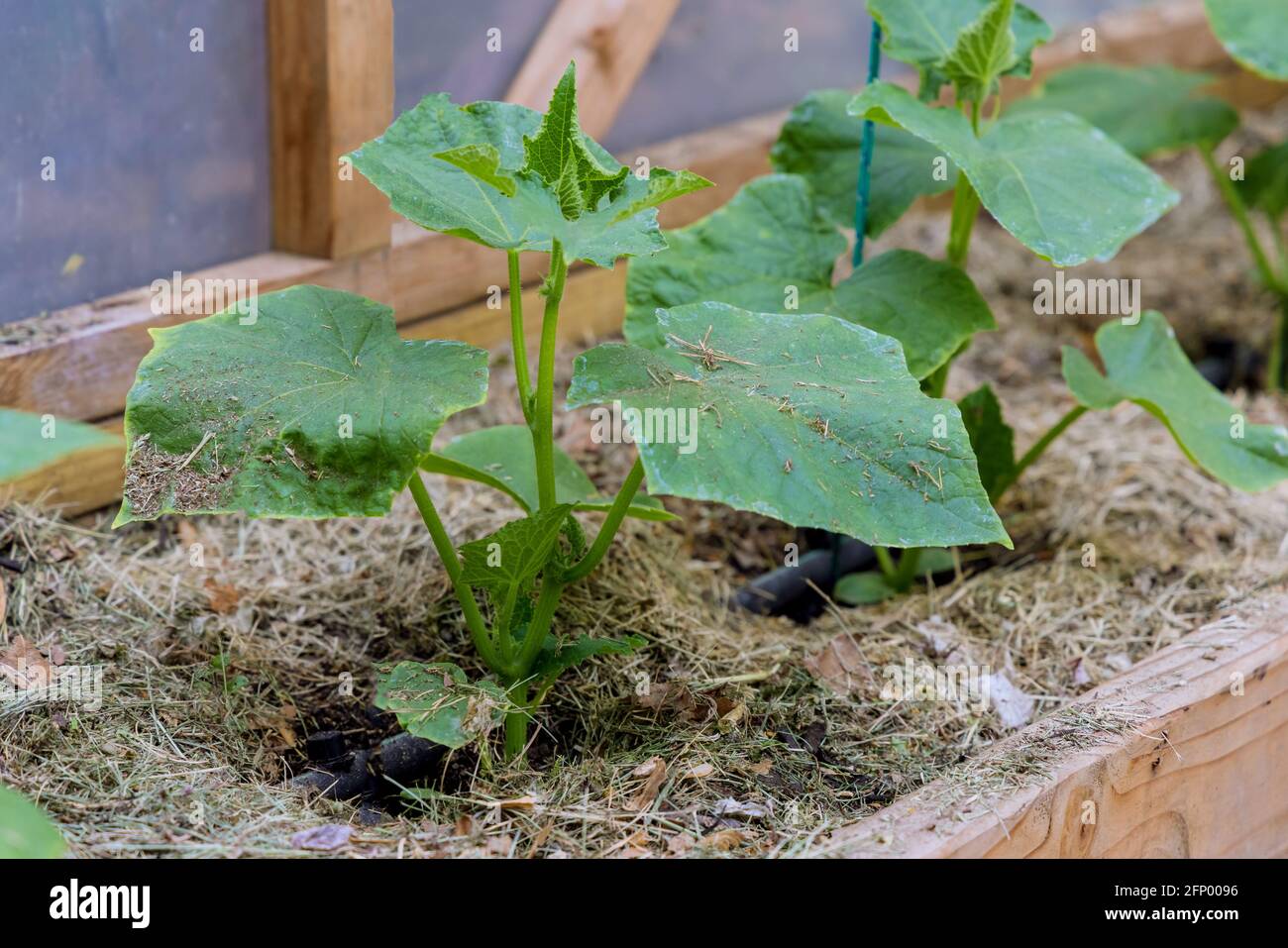 Plantes vertes dans la culture de semis de printemps de petit concombre ...