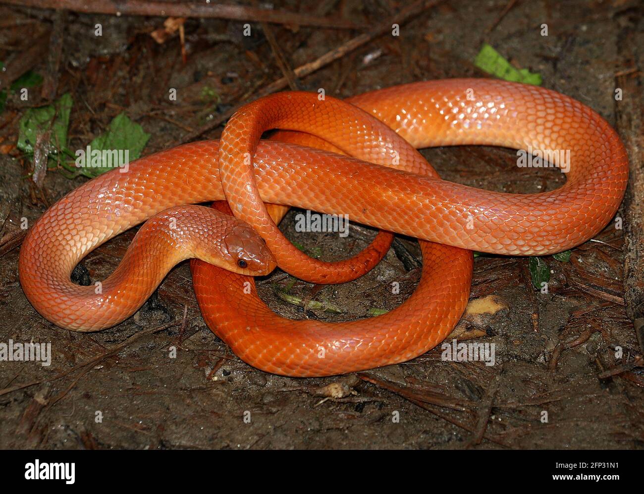 Salamandre arboricole Banque de photographies et d’images à haute ...