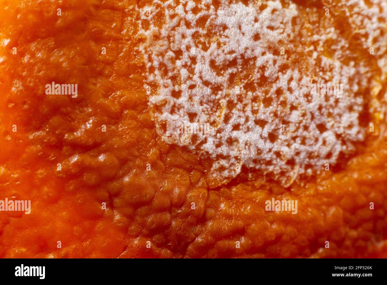 Orange microscope Banque de photographies et d’images à haute ...