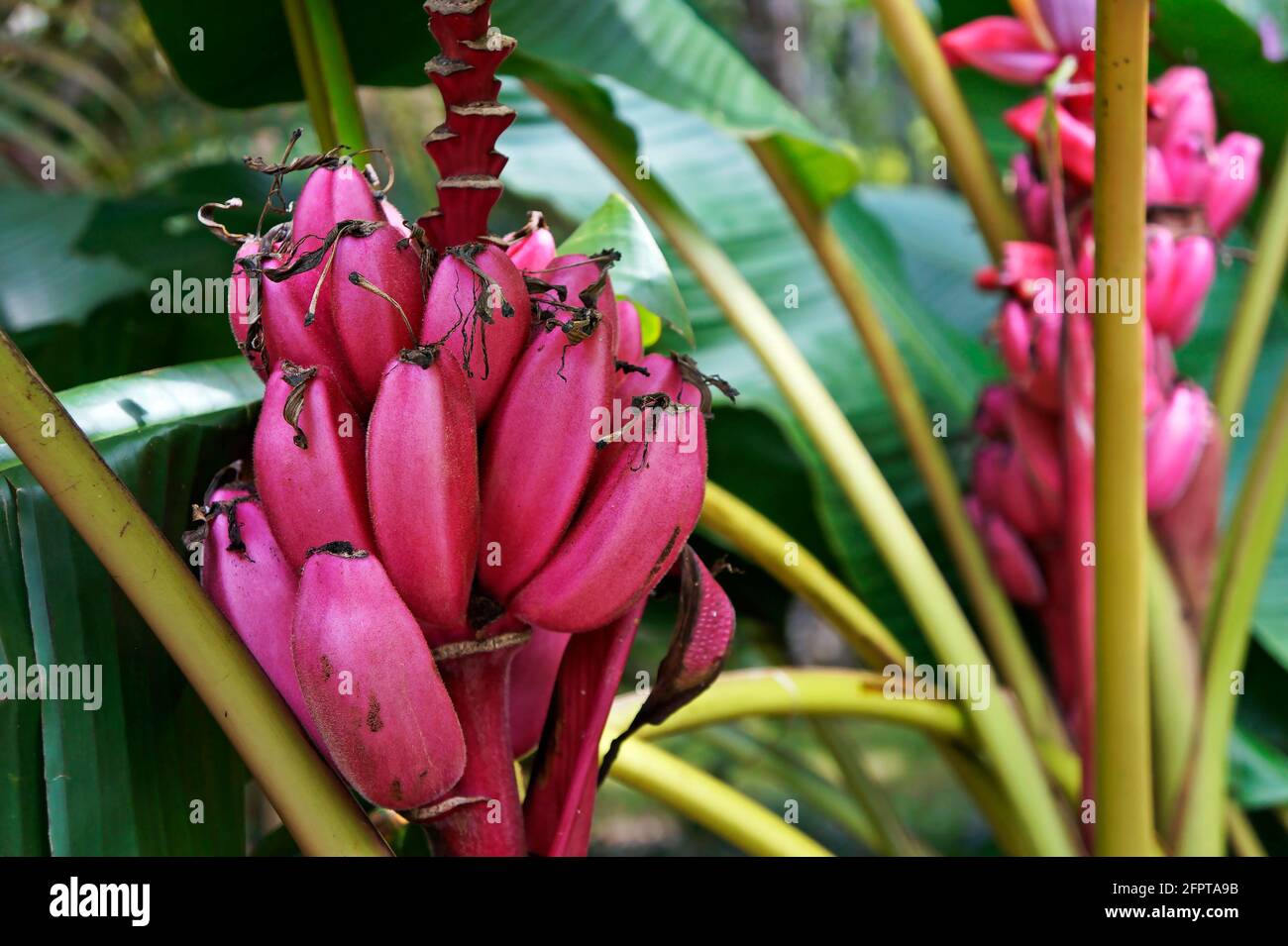 Fleur de bananier en velours rose Banque de photographies et d’images à ...
