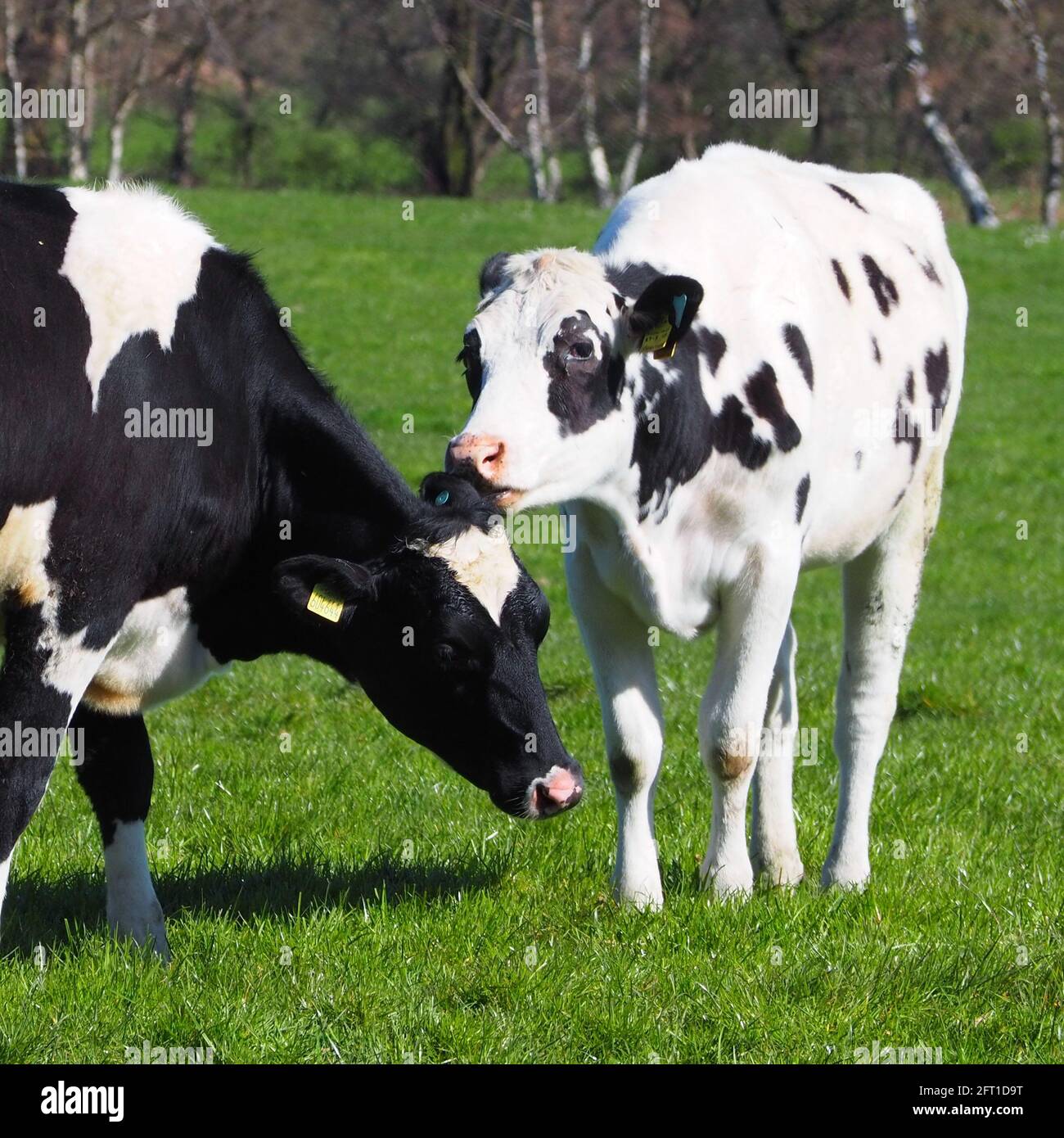 Bovins de race frisonne Banque de photographies et d’images à haute ...