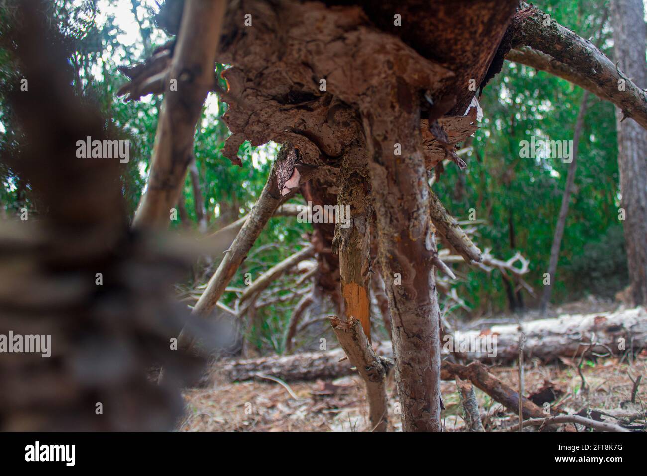 Un tronc de chêne cassé est tombé sur le plancher de la forêt Photo ...