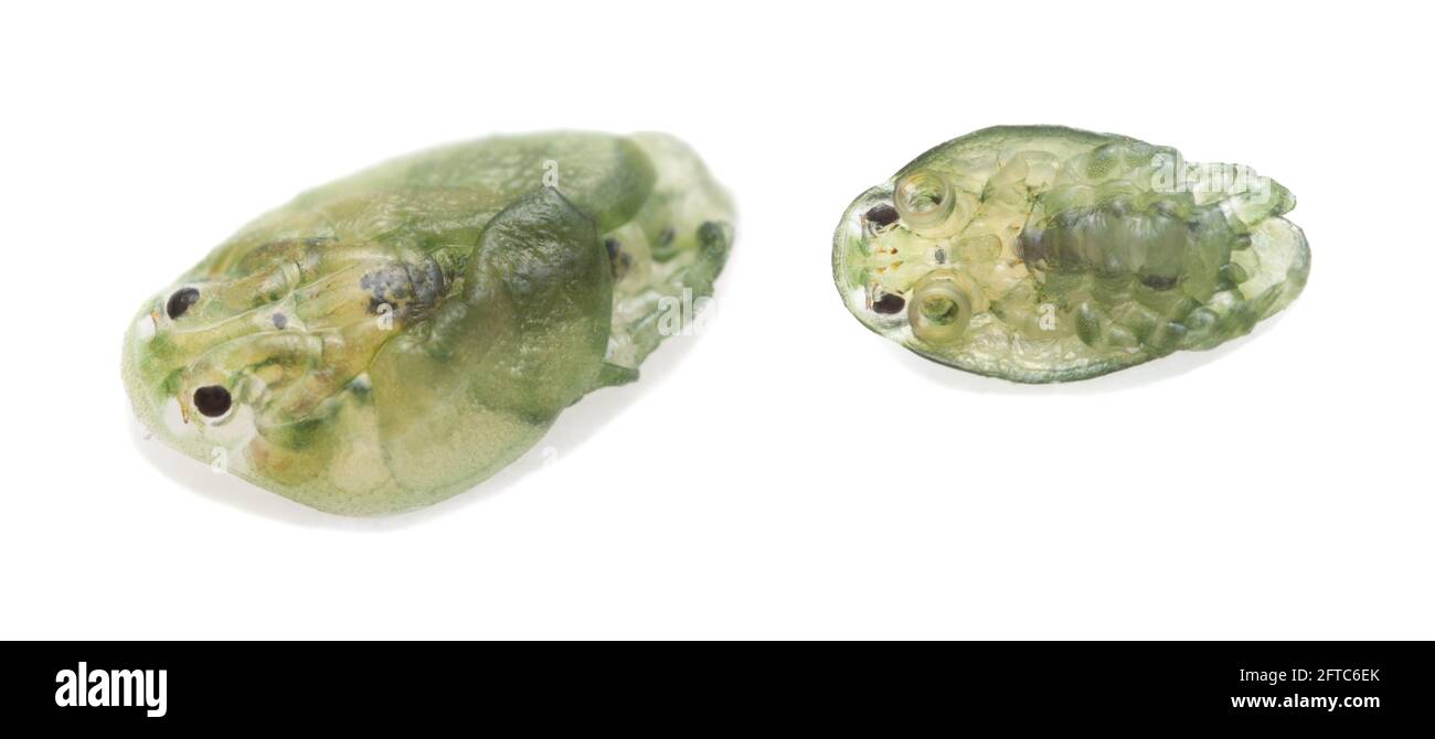 Parasite d'eau douce Banque de photographies et d’images à haute ...