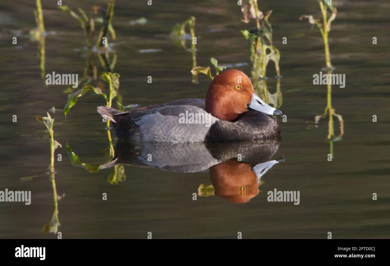 Canards roux aythya americana Banque de photographies et d’images à ...