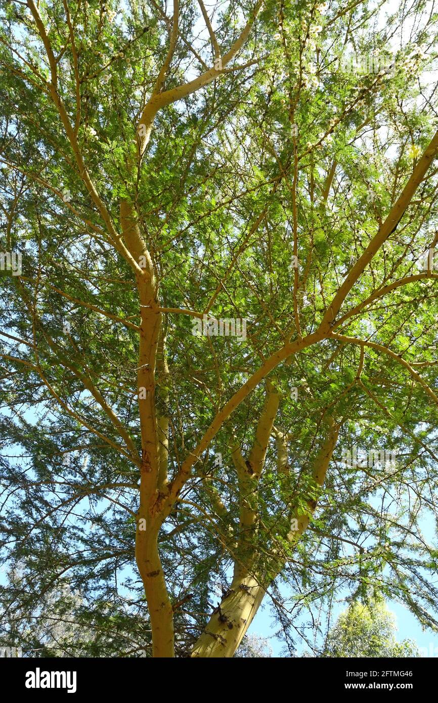 Acacia bush with thorns Banque de photographies et d’images à haute ...