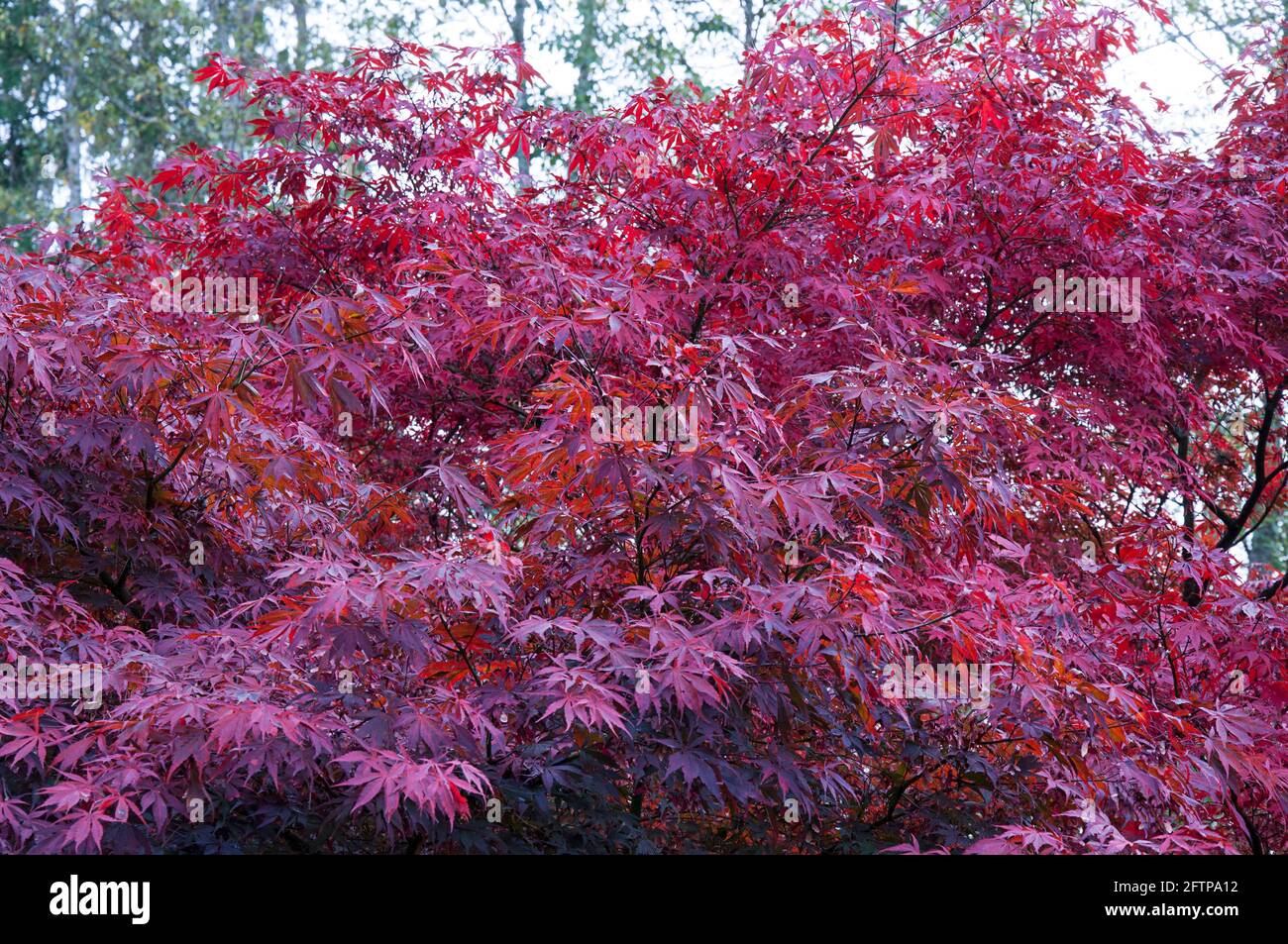 érable rouge japonais Banque de photographies et d’images à haute ...