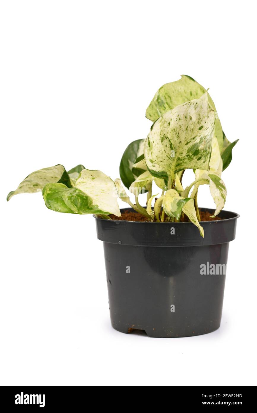 Manjula pothos Banque de photographies et d’images à haute résolution ...