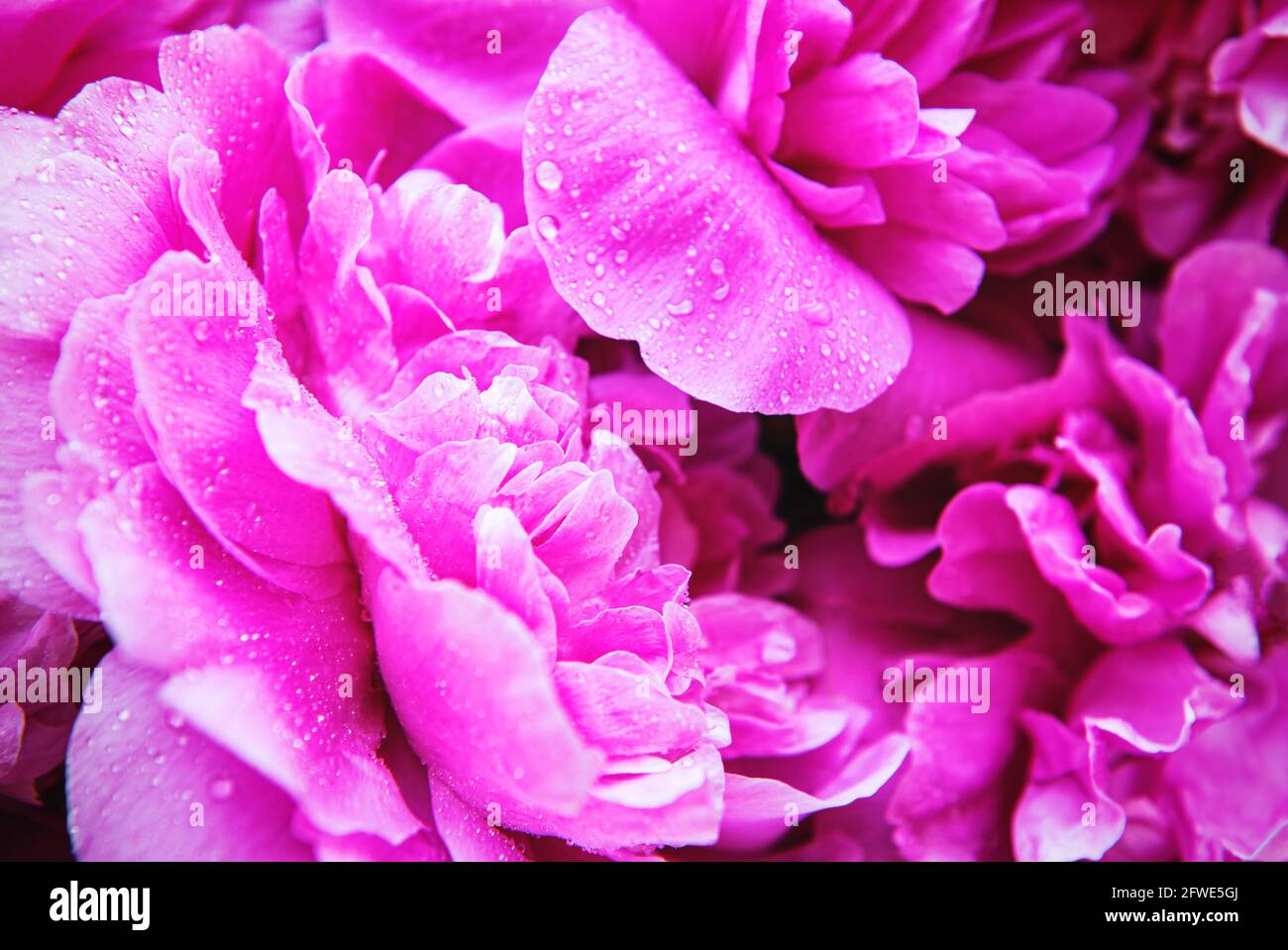 Fleurs de pivoines en fleurs Banque de photographies et d’images à ...