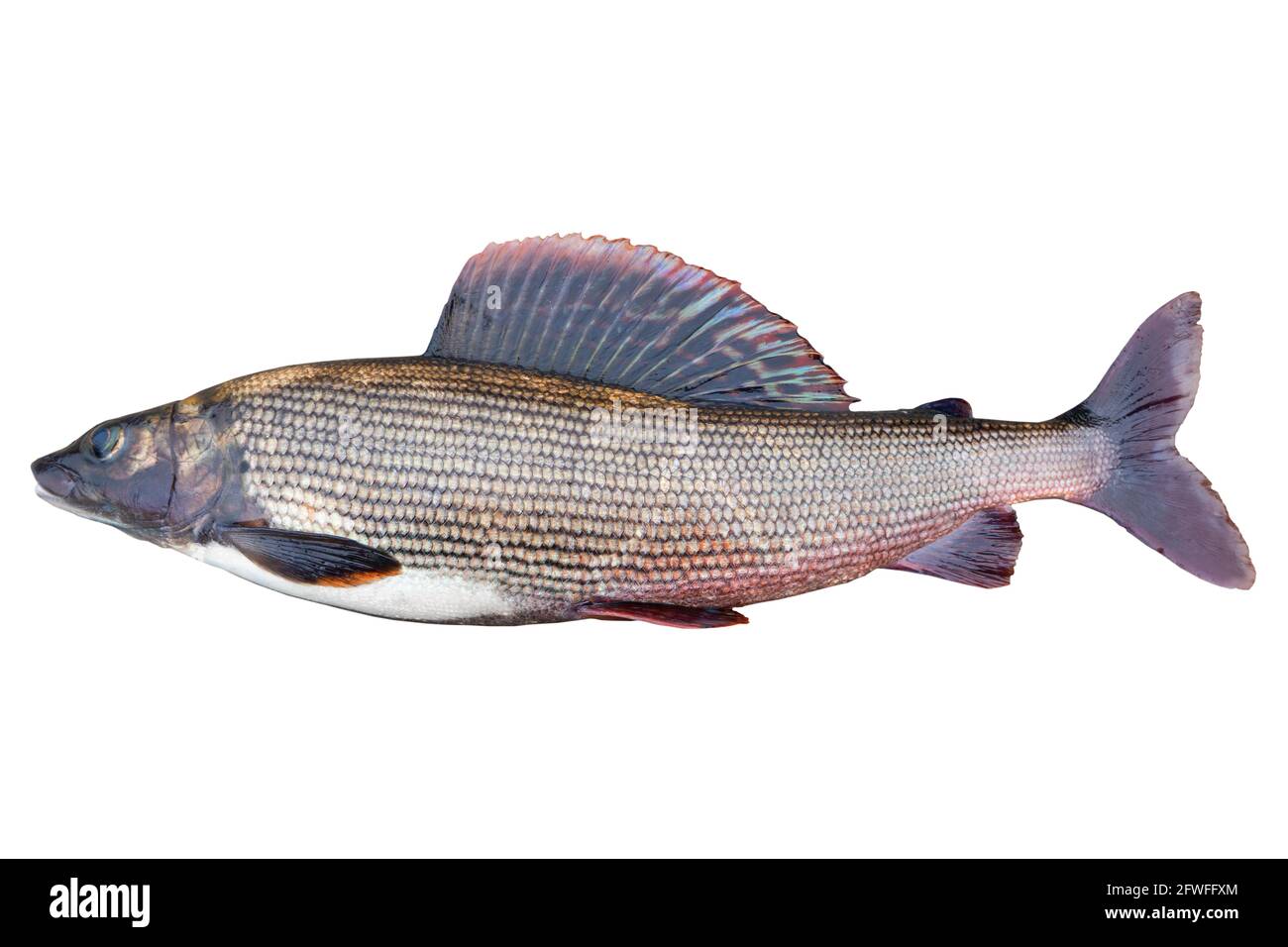 Poissons grisonnants de l'Arctique isolés sur fond blanc. Poissons d ...