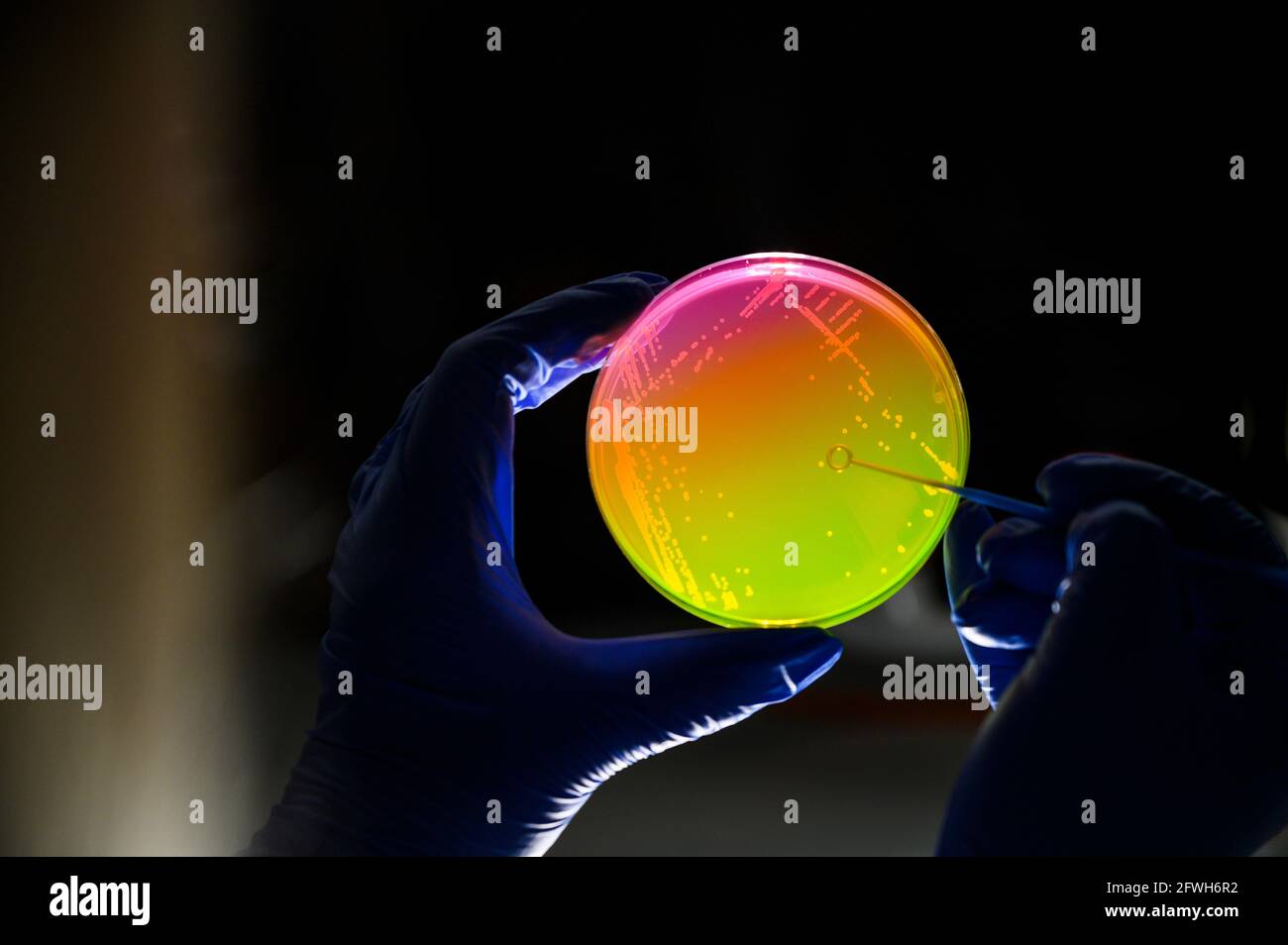 Pcr culture e coli Banque de photographies et d’images à haute ...