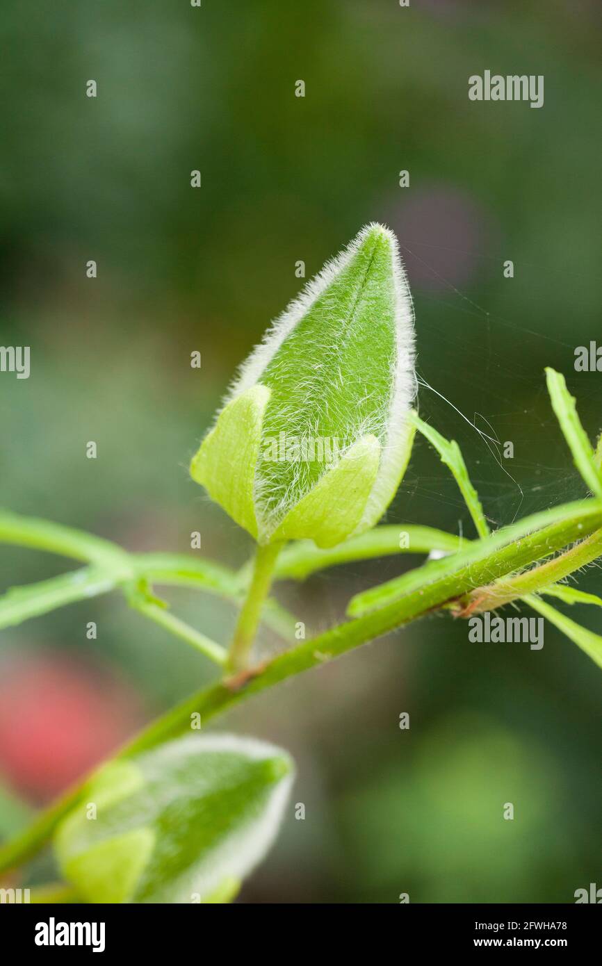 Bouton floral Banque de photographies et d’images à haute résolution ...