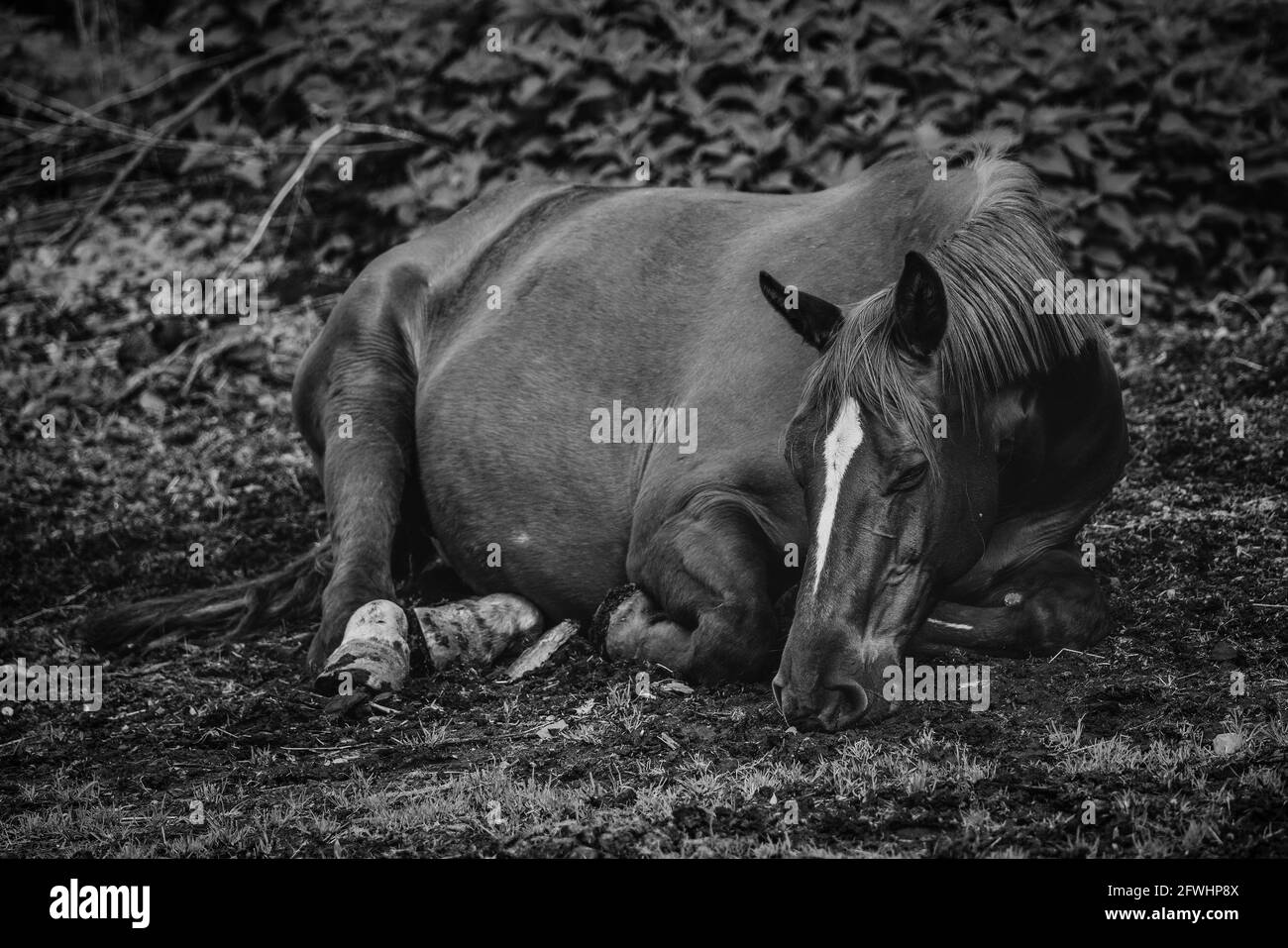 Cheval abstrait Banque d'images noir et blanc - Alamy