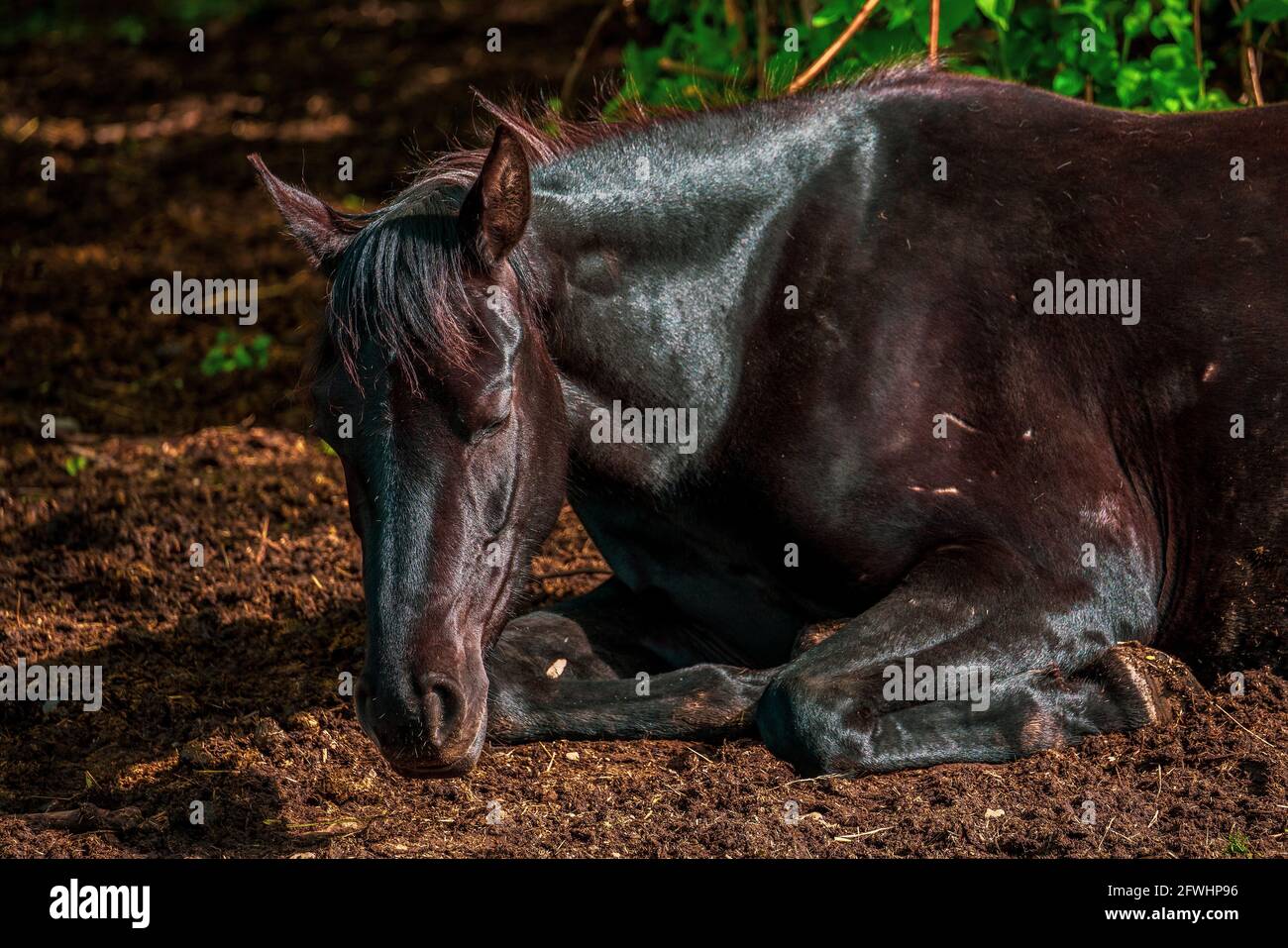 Cheval couché Banque de photographies et d’images à haute résolution ...