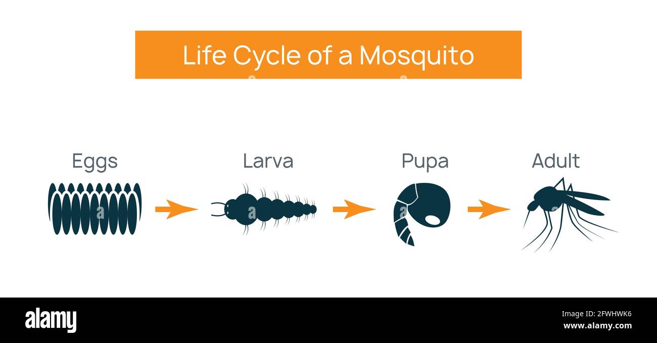 Moustique cycle de vie insecte. Vecteur d'oeufs de reproduction d'eau ...