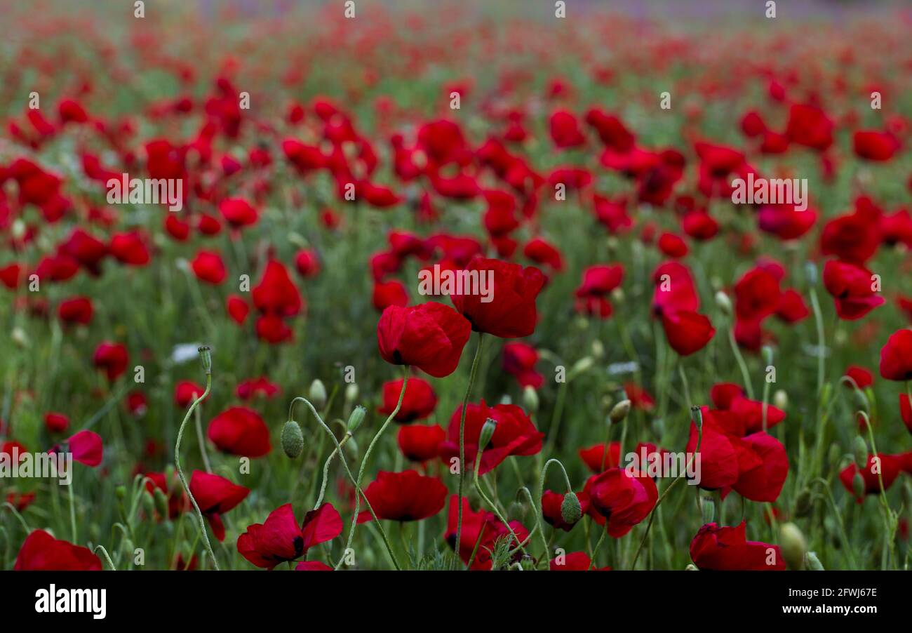 Champ de fleurs rouges Banque de photographies et d’images à haute ...
