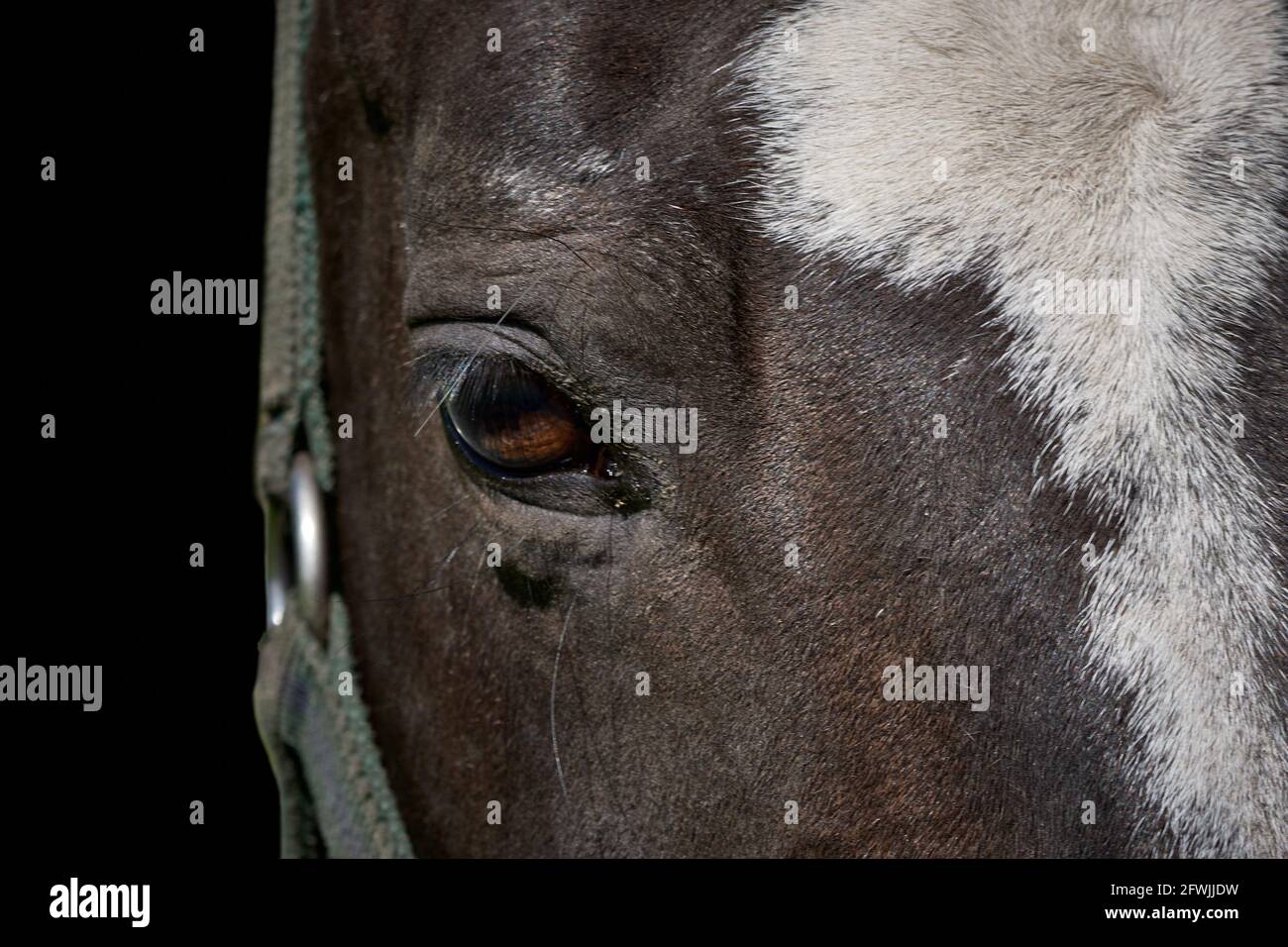 Black horse face closeup Banque de photographies et d’images à haute ...