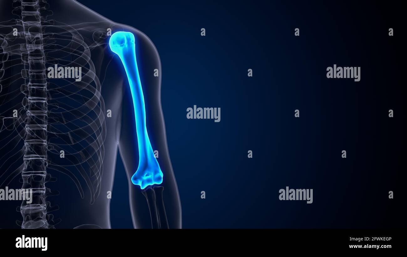anatomie du squelette humain masculin. illustration 3d Photo Stock - Alamy