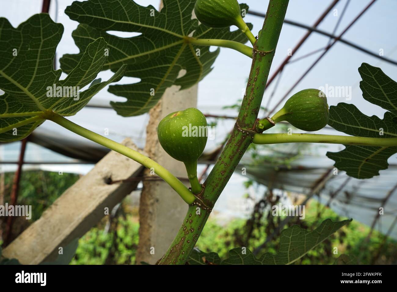 Fig plantation Banque de photographies et d’images à haute résolution ...