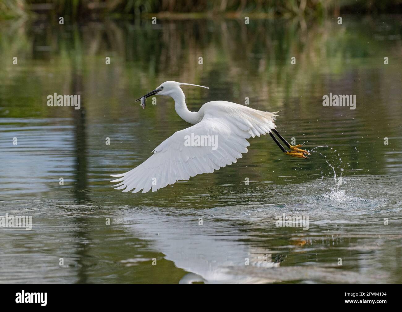 Voler avec un poisson dans son bec Banque de photographies et d’images ...