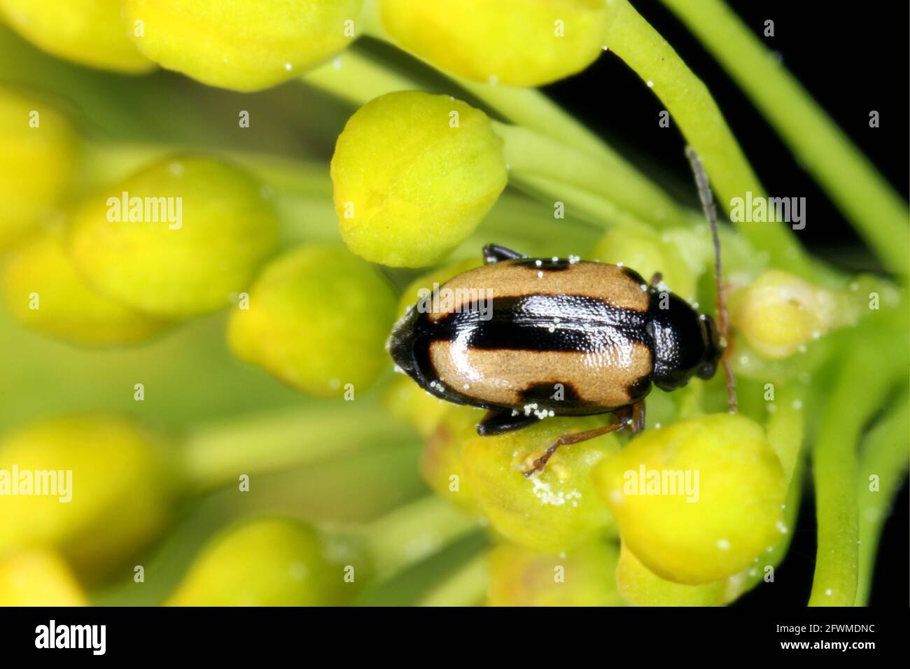Le Phyllotreta nemorum, le coléoptère des puces de navets ou le ...