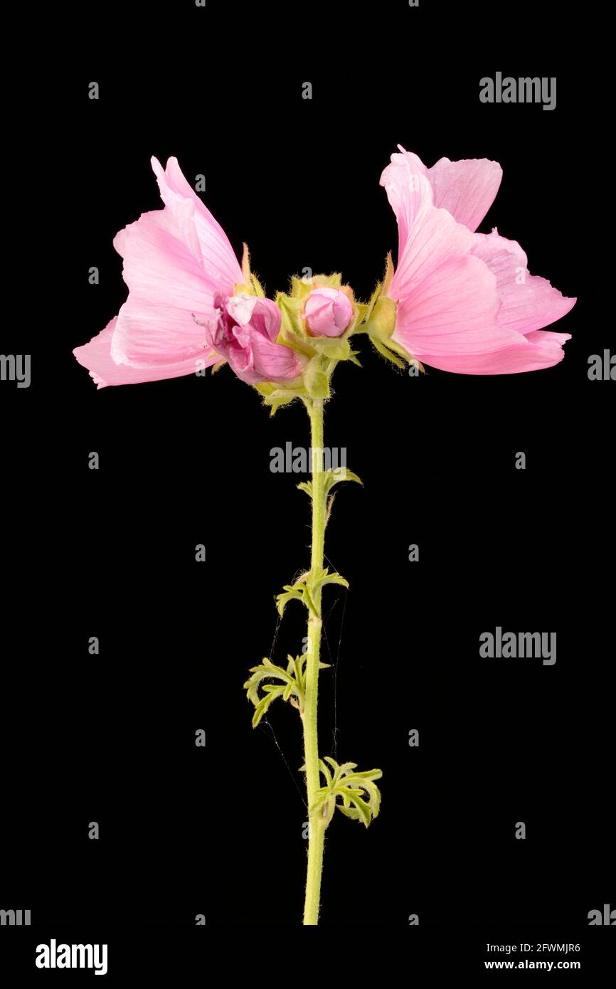 Malva sp Banque de photographies et d’images à haute résolution - Alamy
