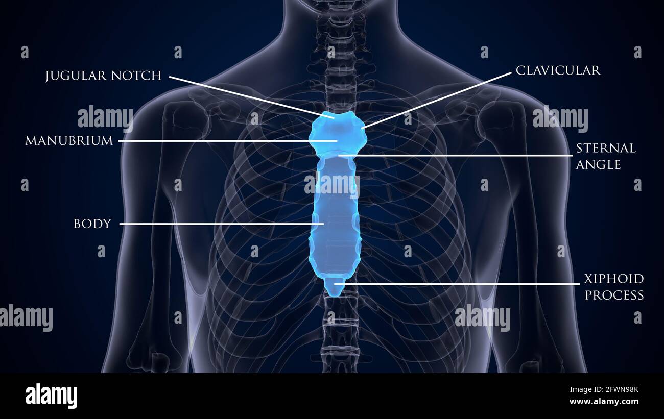anatomie du squelette humain masculin. illustration 3d Photo Stock - Alamy