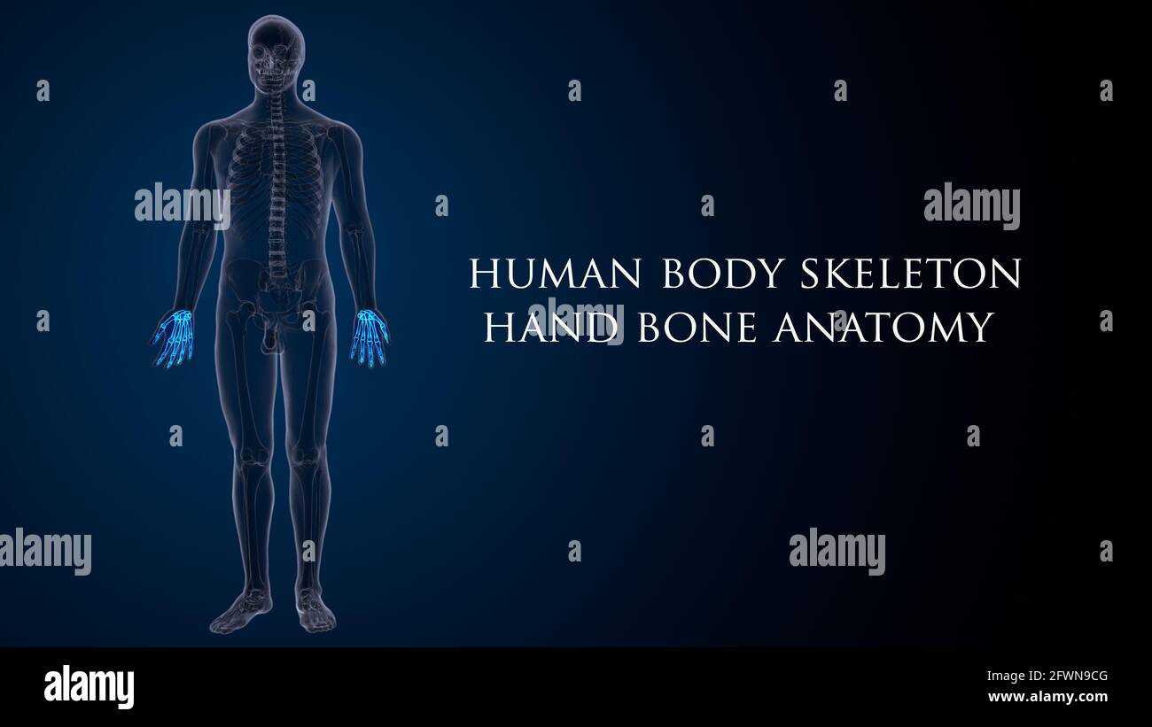 anatomie du squelette humain masculin. illustration 3d Photo Stock - Alamy