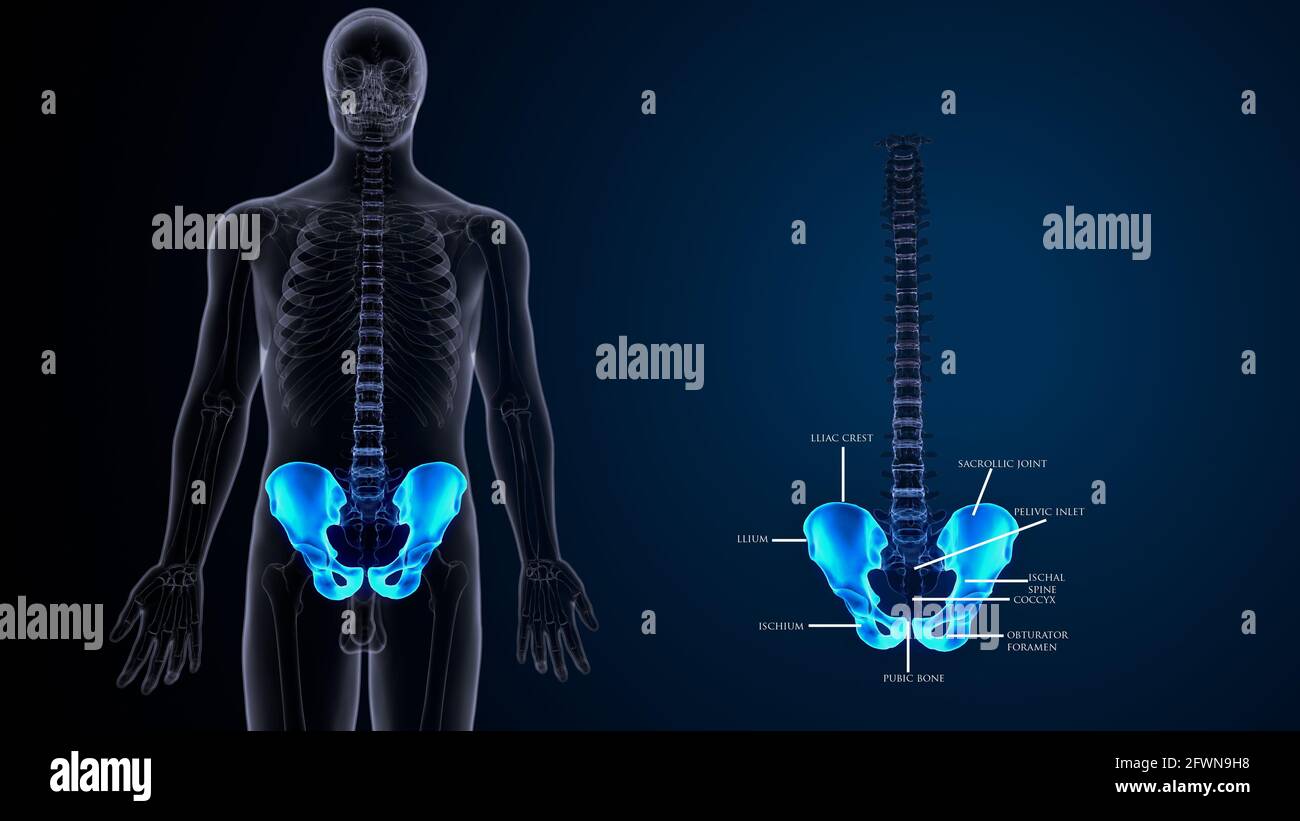 anatomie du squelette humain masculin. illustration 3d Photo Stock - Alamy