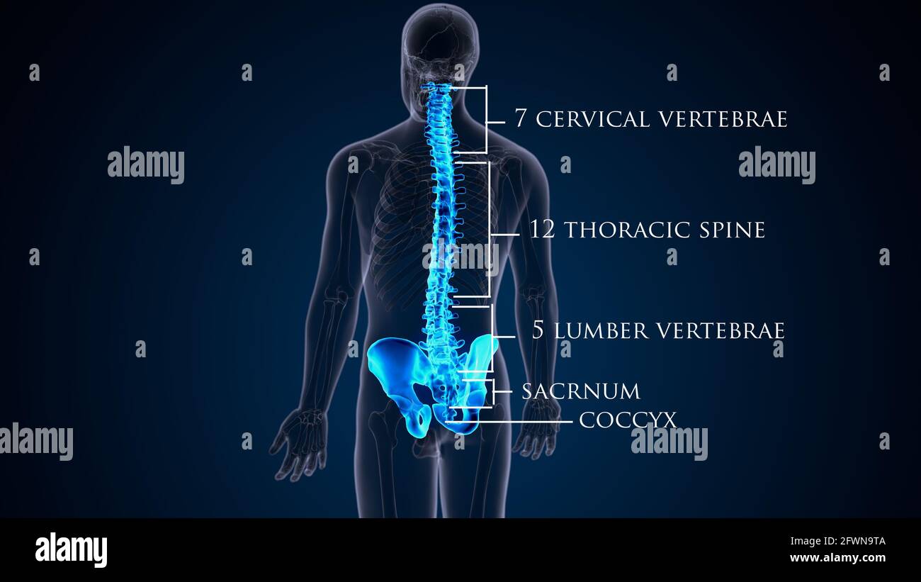 anatomie du squelette humain masculin. illustration 3d Photo Stock - Alamy