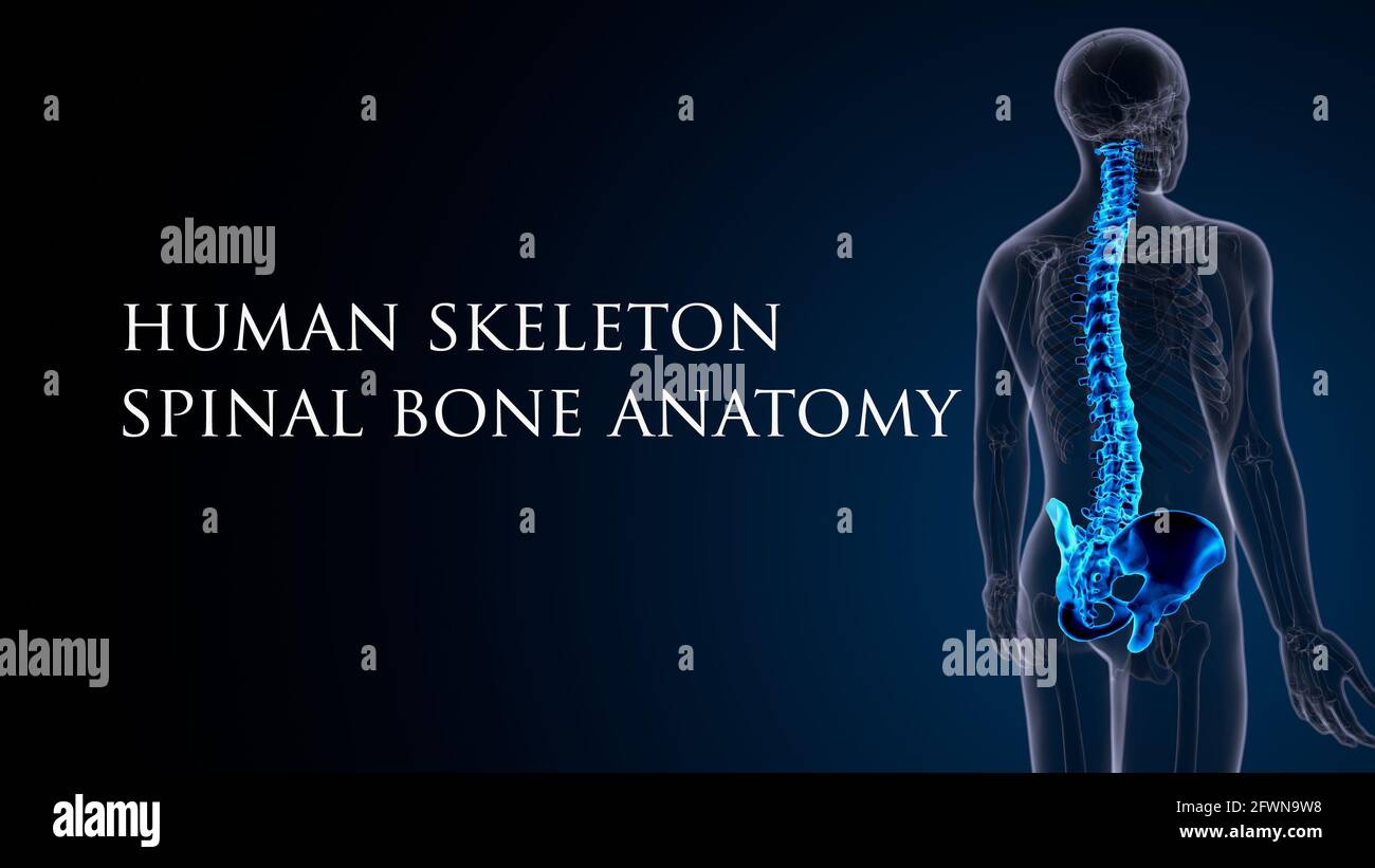 anatomie du squelette humain masculin. illustration 3d Photo Stock - Alamy