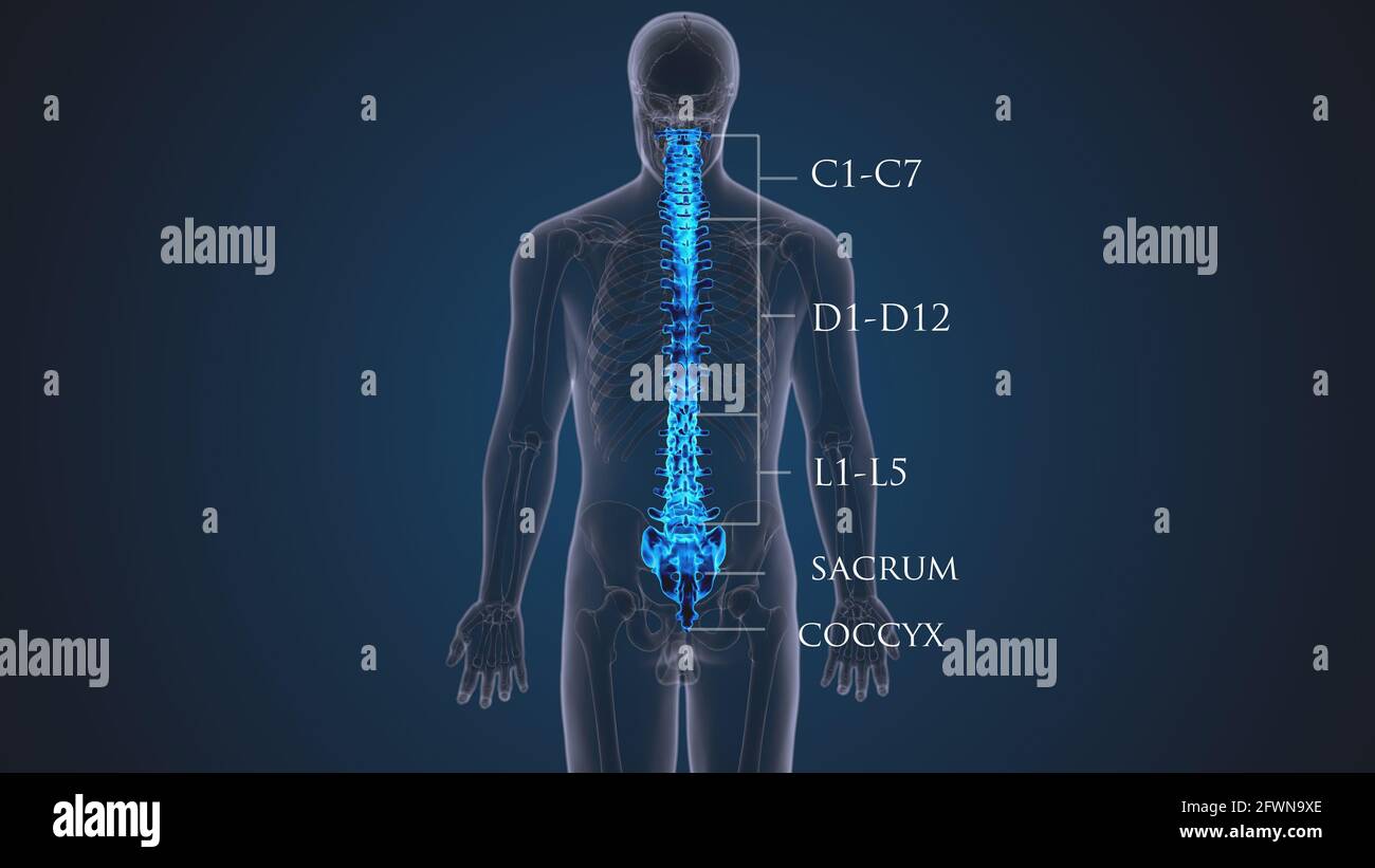 anatomie du squelette humain masculin. illustration 3d Photo Stock - Alamy