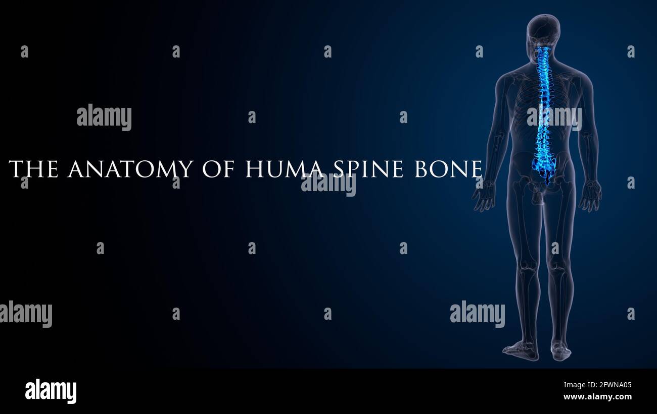 anatomie du squelette humain masculin. illustration 3d Photo Stock - Alamy