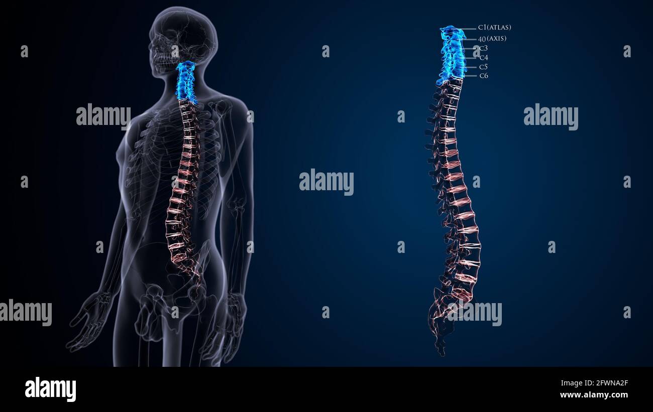 anatomie du squelette humain masculin. illustration 3d Photo Stock - Alamy