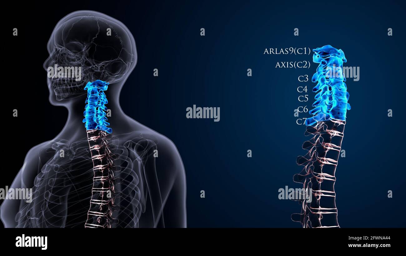 anatomie du squelette humain masculin. illustration 3d Photo Stock - Alamy