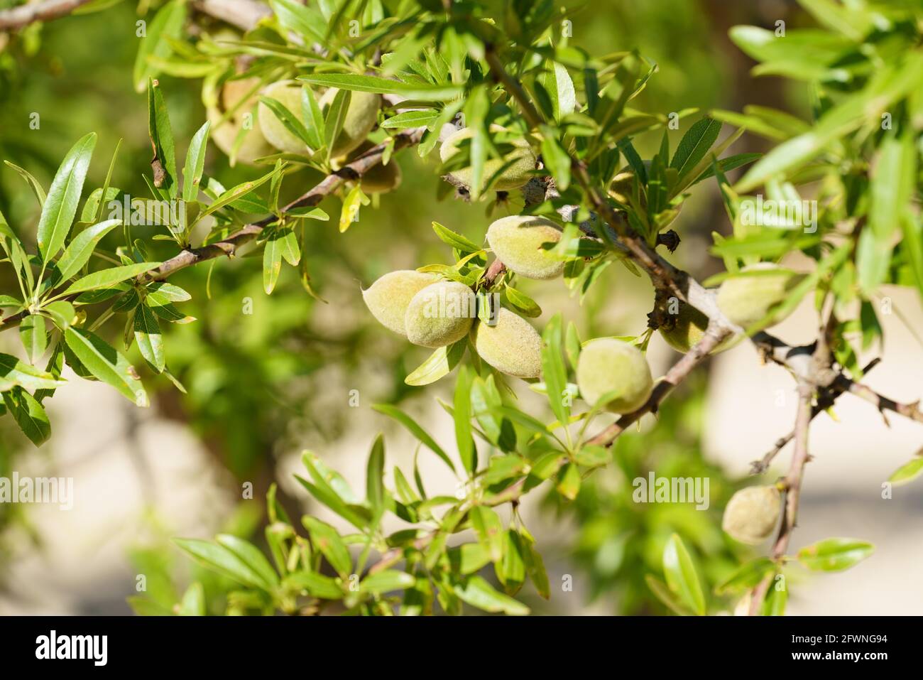 Amandes vertes Banque de photographies et d’images à haute résolution ...