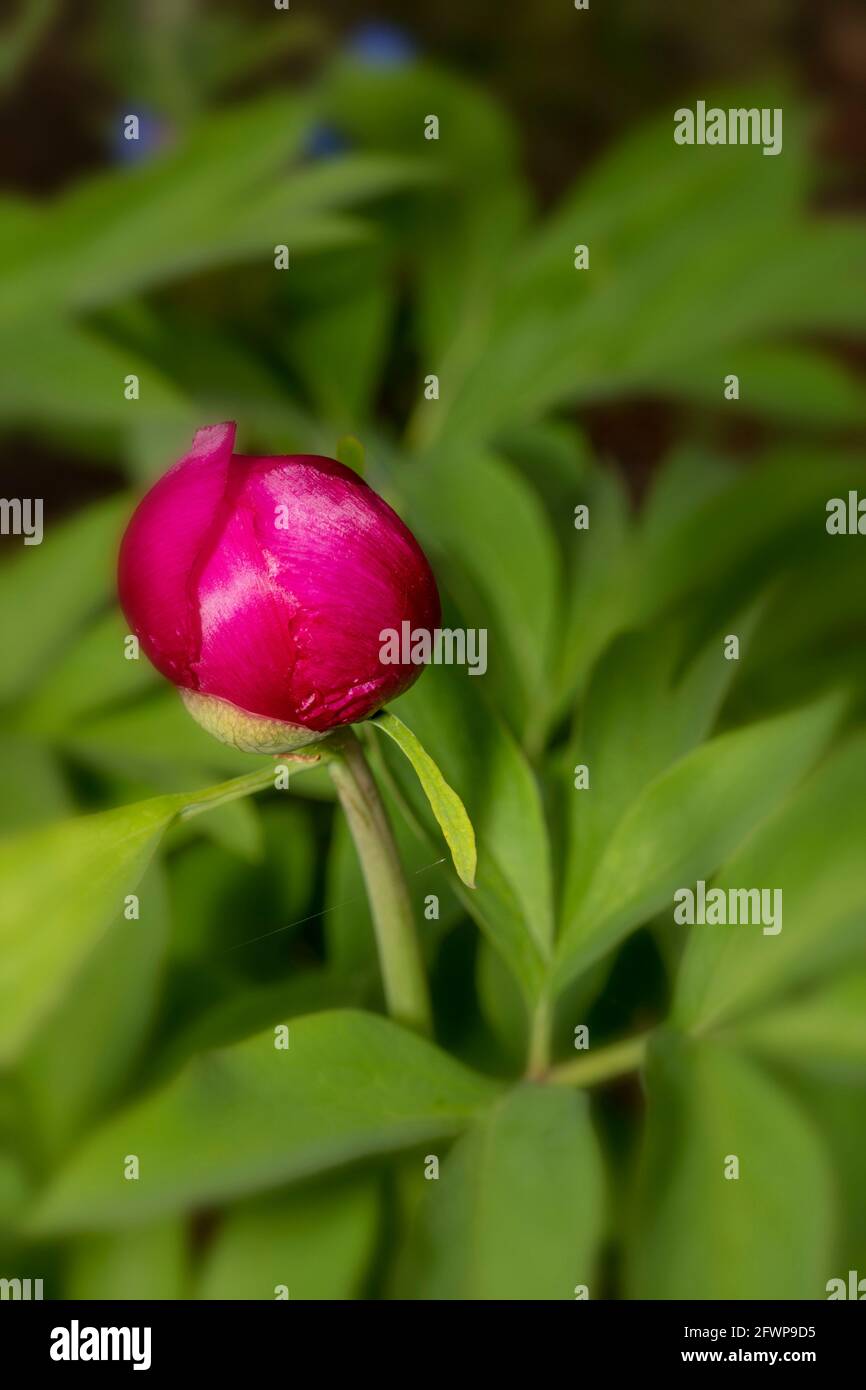 Paeonia officinalis subsp microcarpa Banque de photographies et d ...
