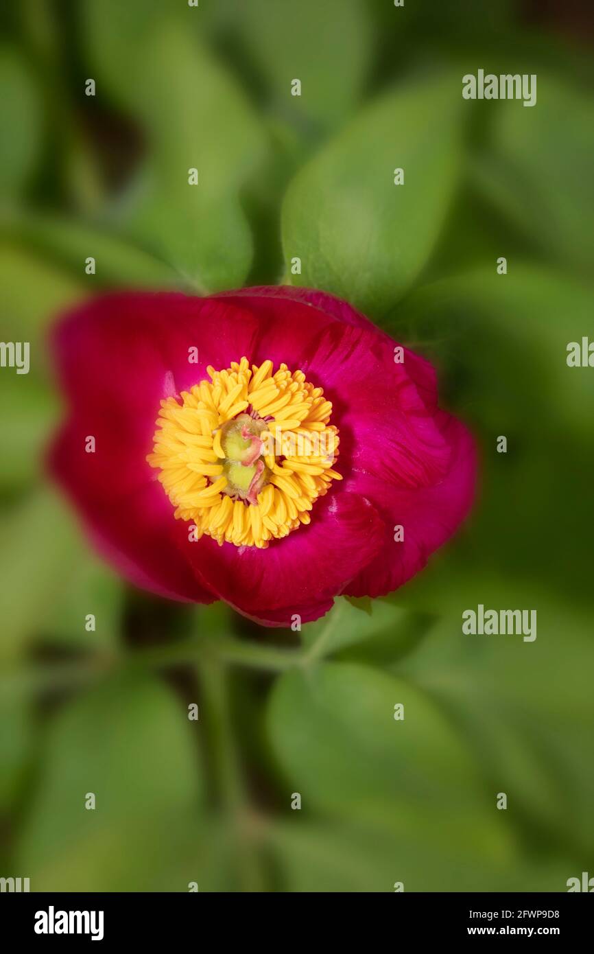 Paeonia officinalis subsp microcarpa Banque de photographies et d ...