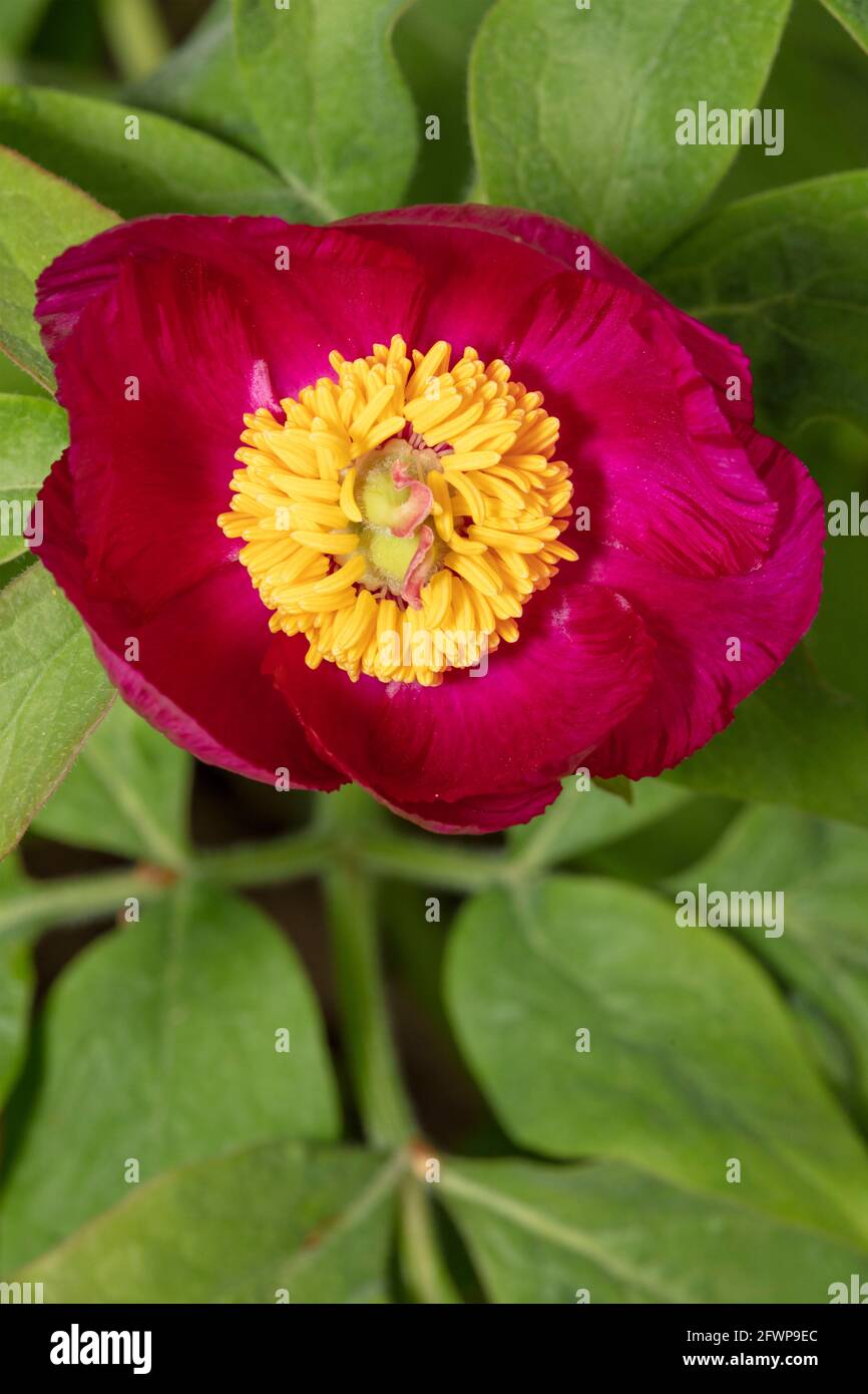 Paeonia officinalis subsp microcarpa Banque de photographies et d ...