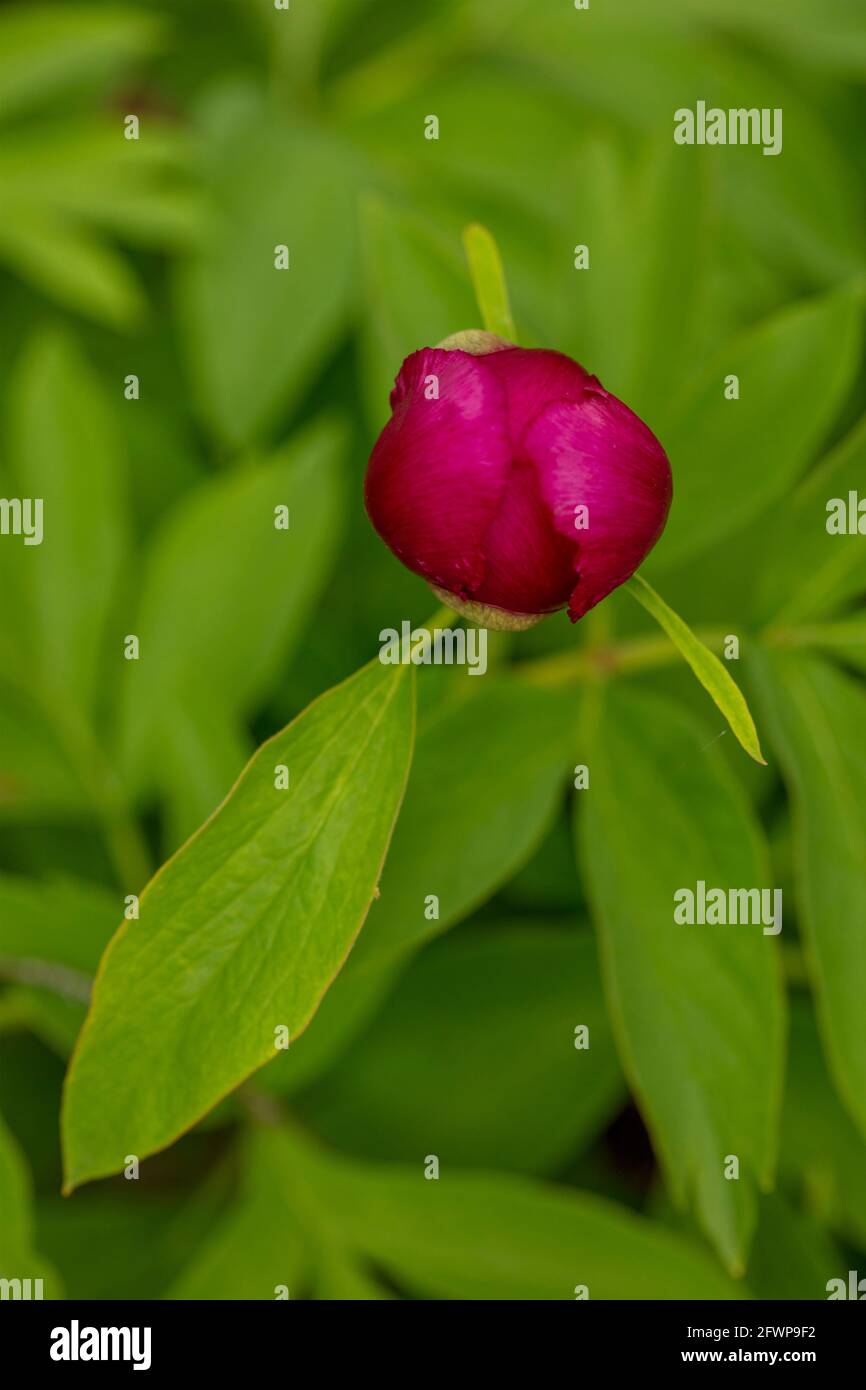 Paeonia officinalis subsp microcarpa Banque de photographies et d ...