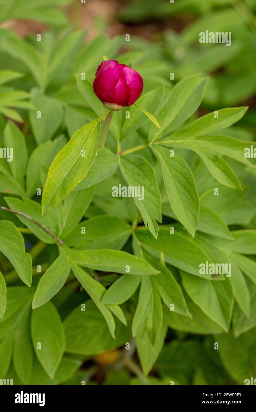 Paeonia officinalis subsp microcarpa Banque de photographies et d ...